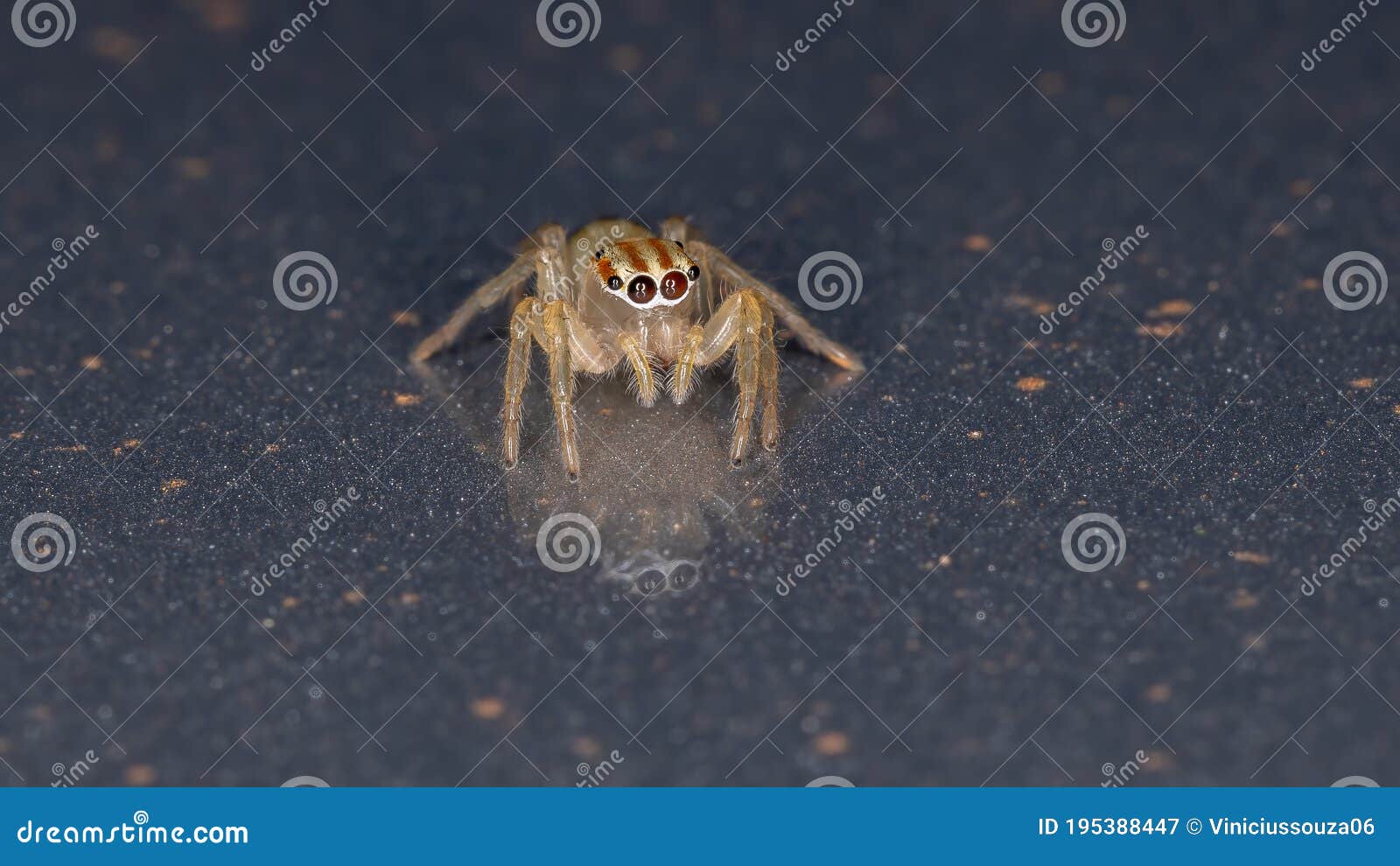 Jumping Spider stock image. Image of background, brown - 195388447