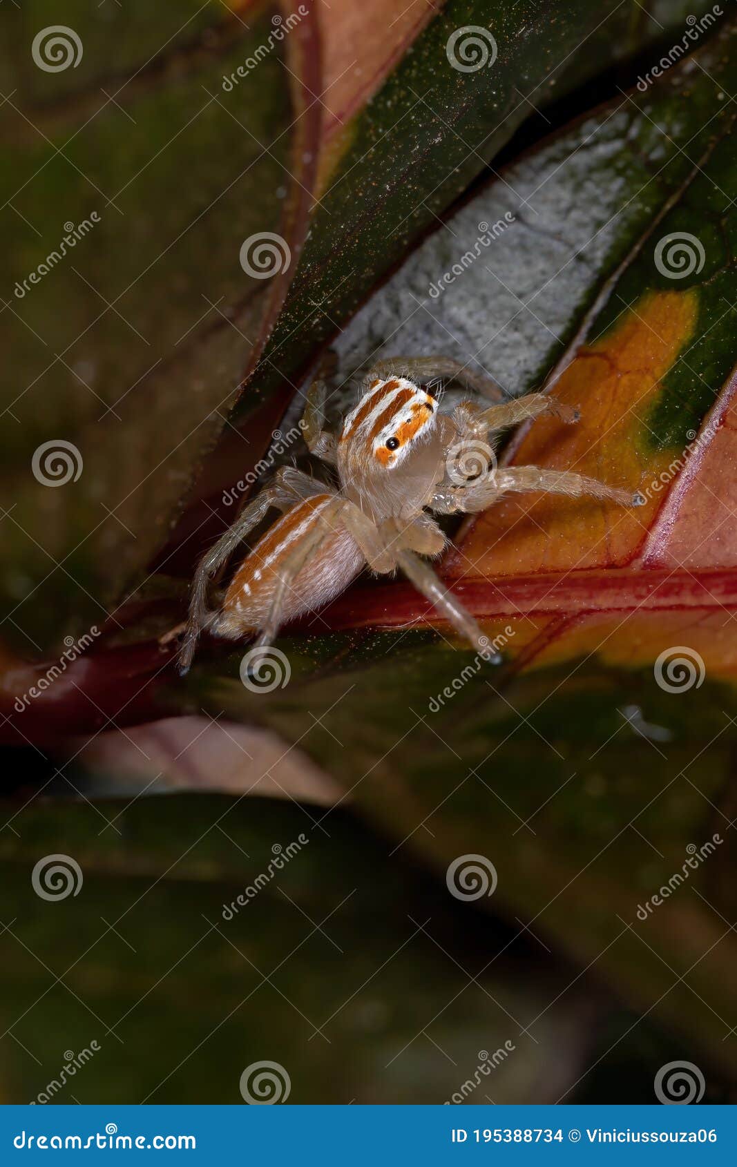 Jumping Spider stock photo. Image of animal, isolated - 195388734