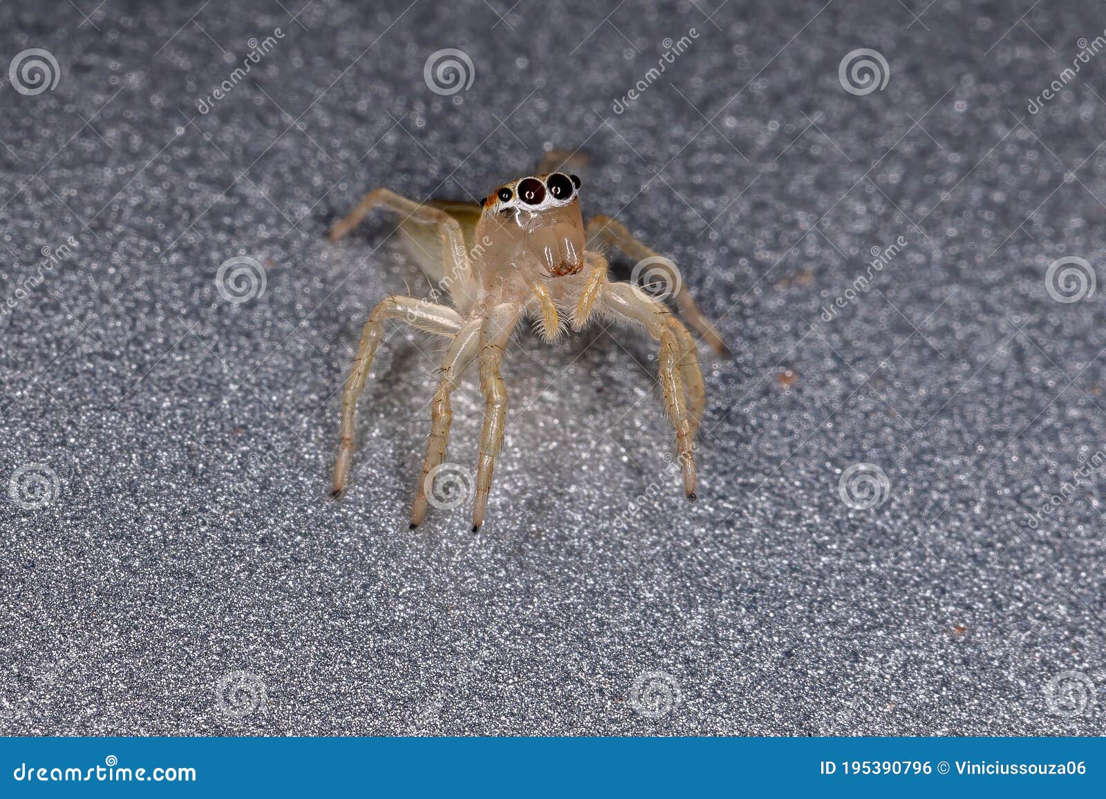 Jumping Spider stock photo. Image of green, chira, animal - 195390796
