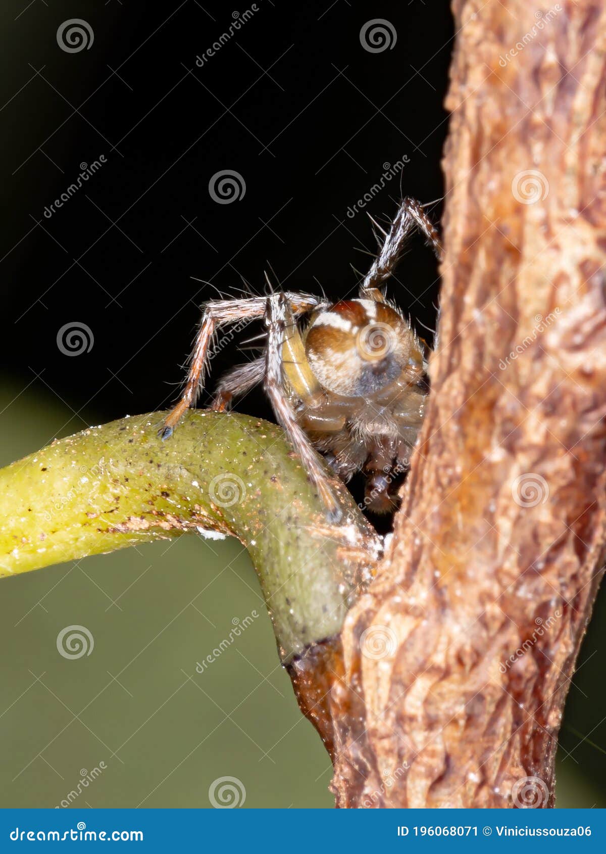 Jumping Spider stock image. Image of color, jumper, colorful - 196068071