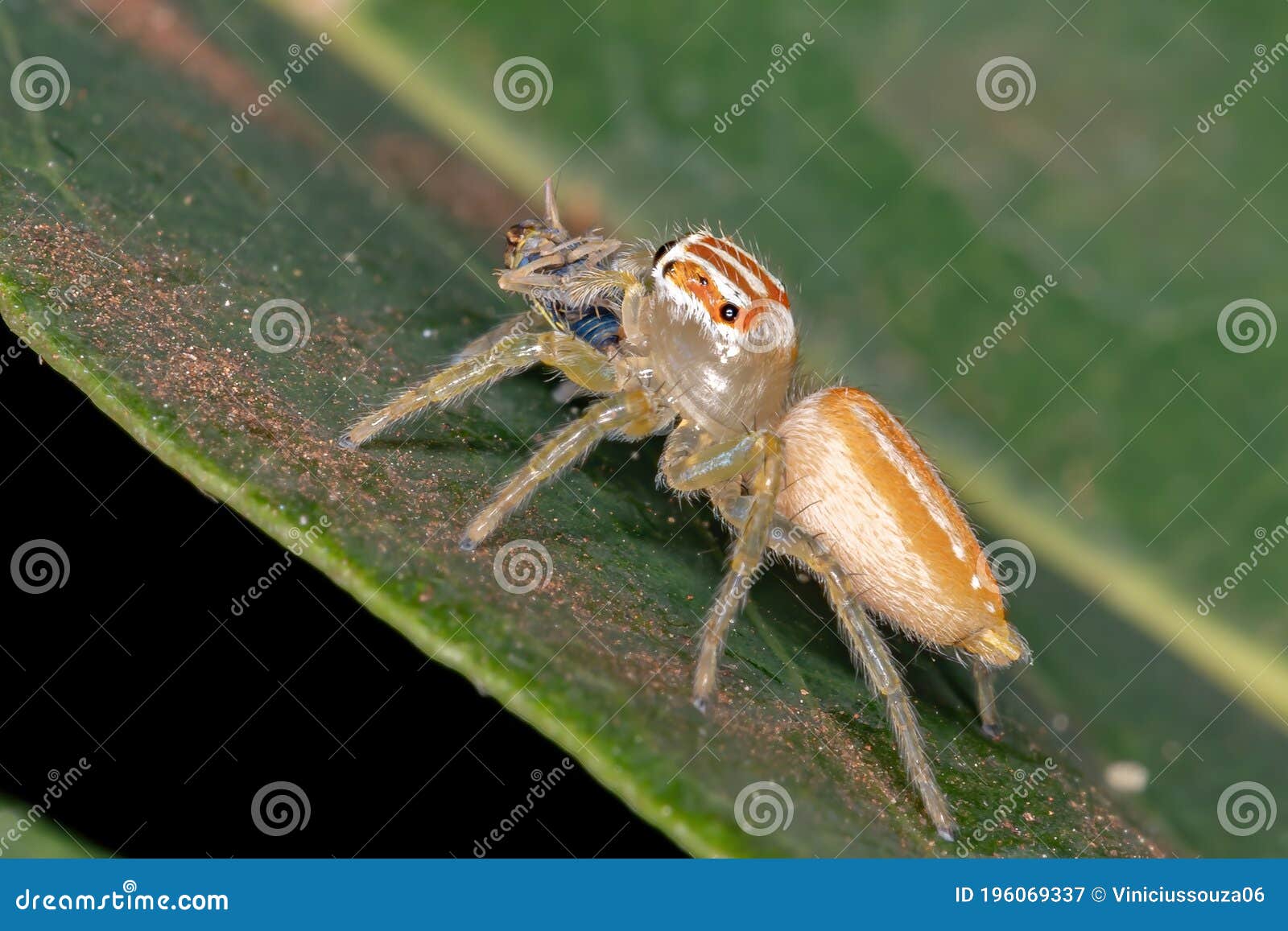 Jumping Spider stock image. Image of brazil, animal - 196069337