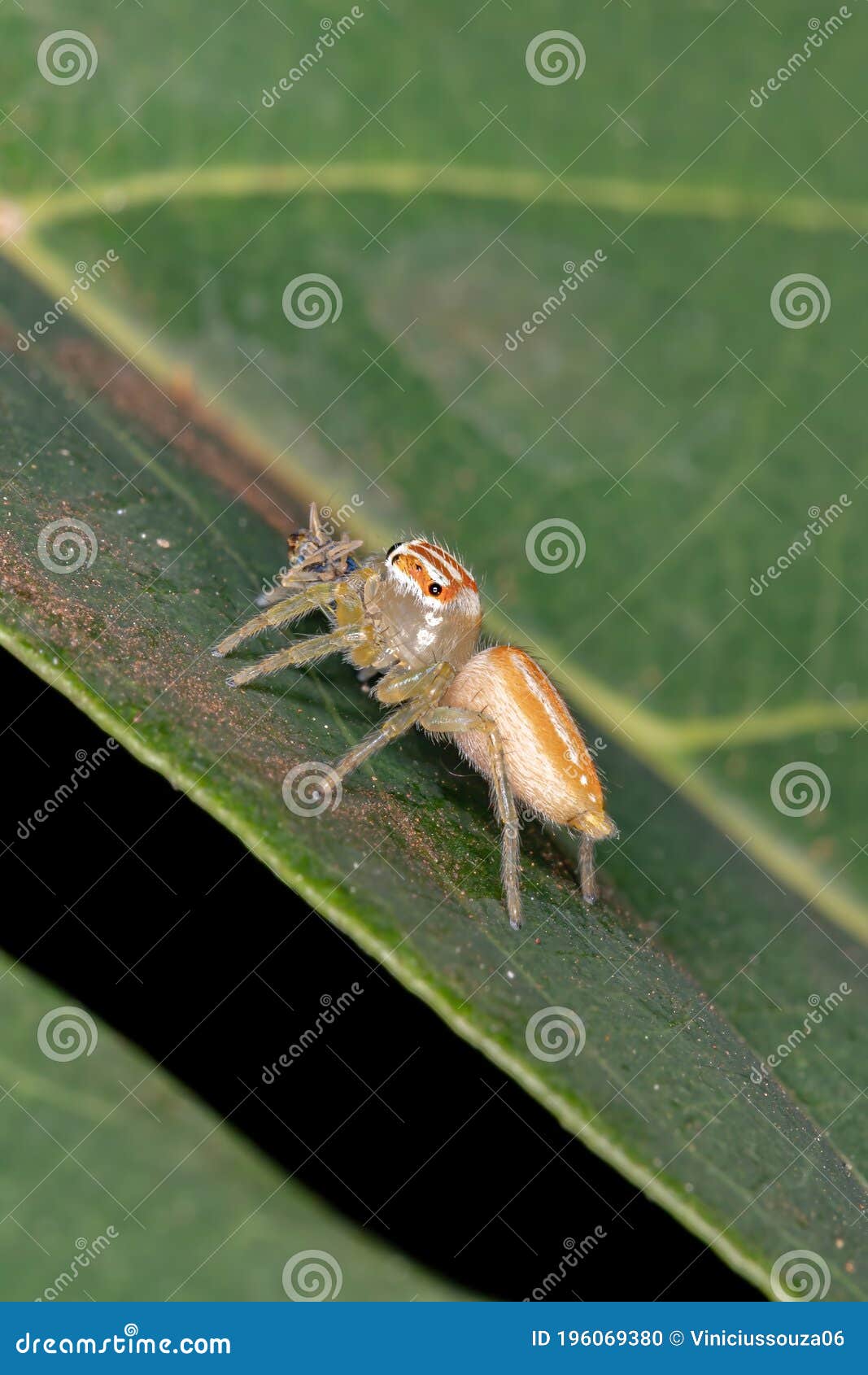 Jumping Spider stock photo. Image of cute, chira, eyes - 196069380