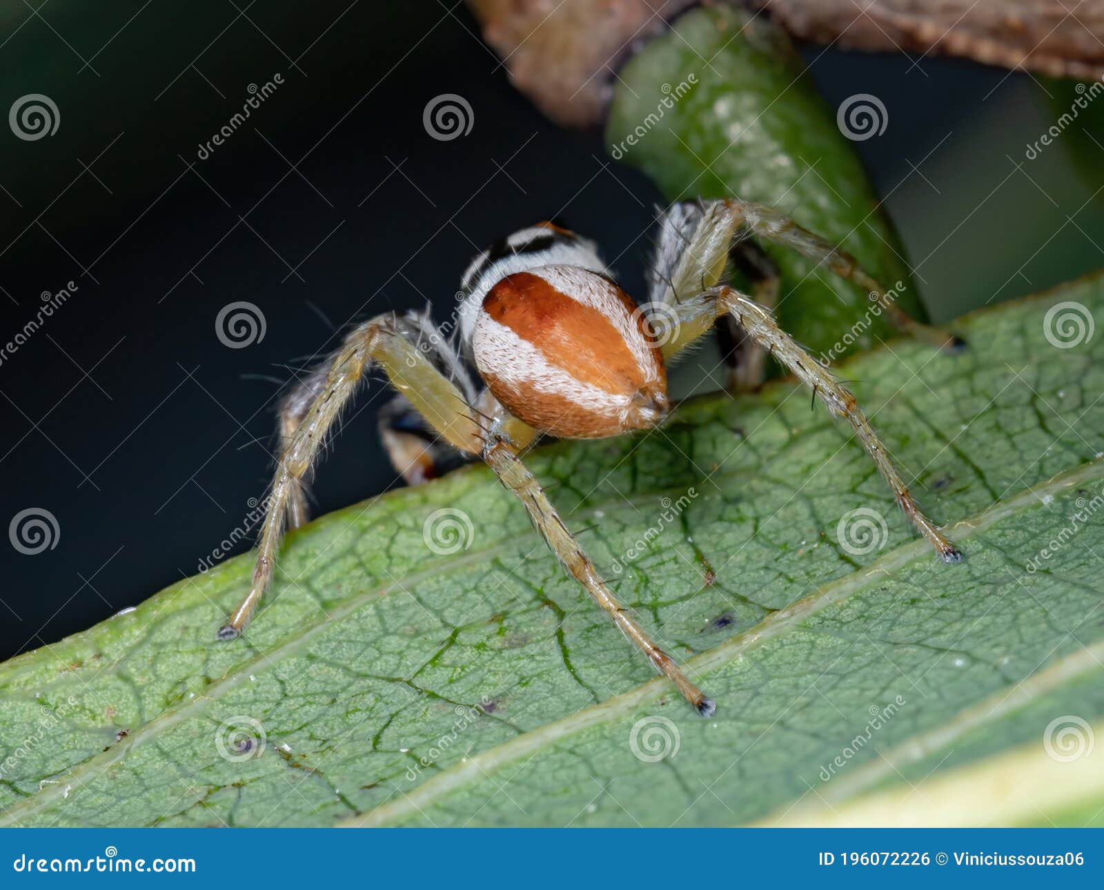 Jumping Spider stock photo. Image of animal, detail - 196072226
