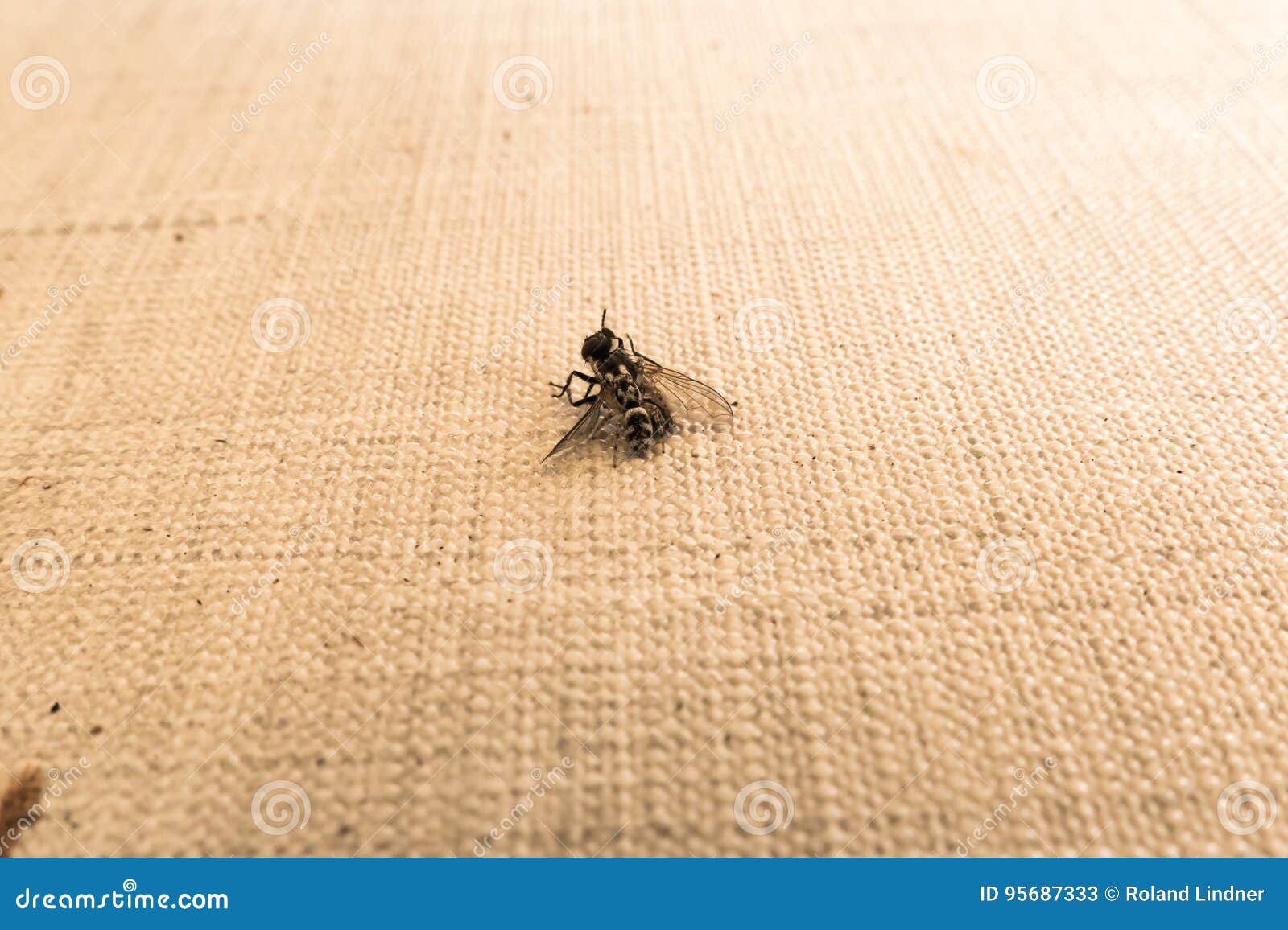 Jumping spider kill fly stock image. Image of raid, bite - 95687333