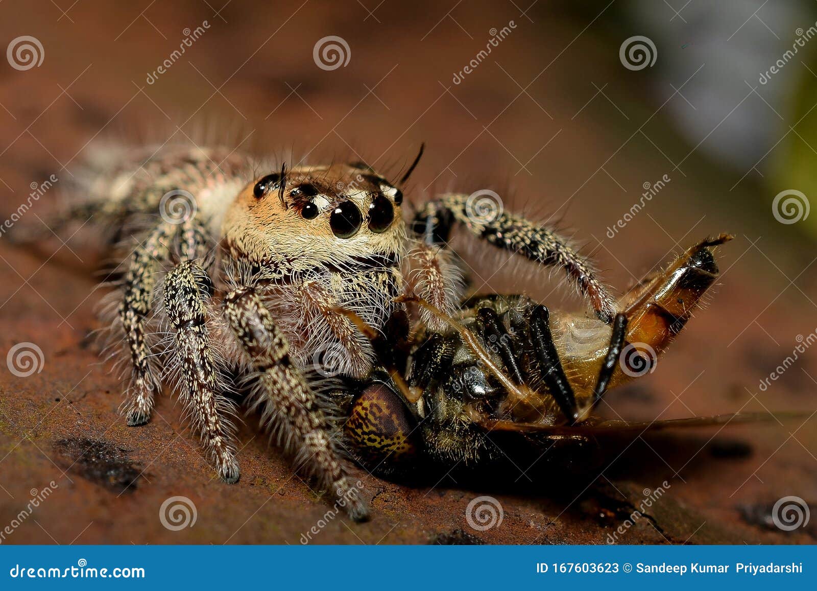 Jumping Spider Killing To Fly Stock Image - Image of killing, insect ...