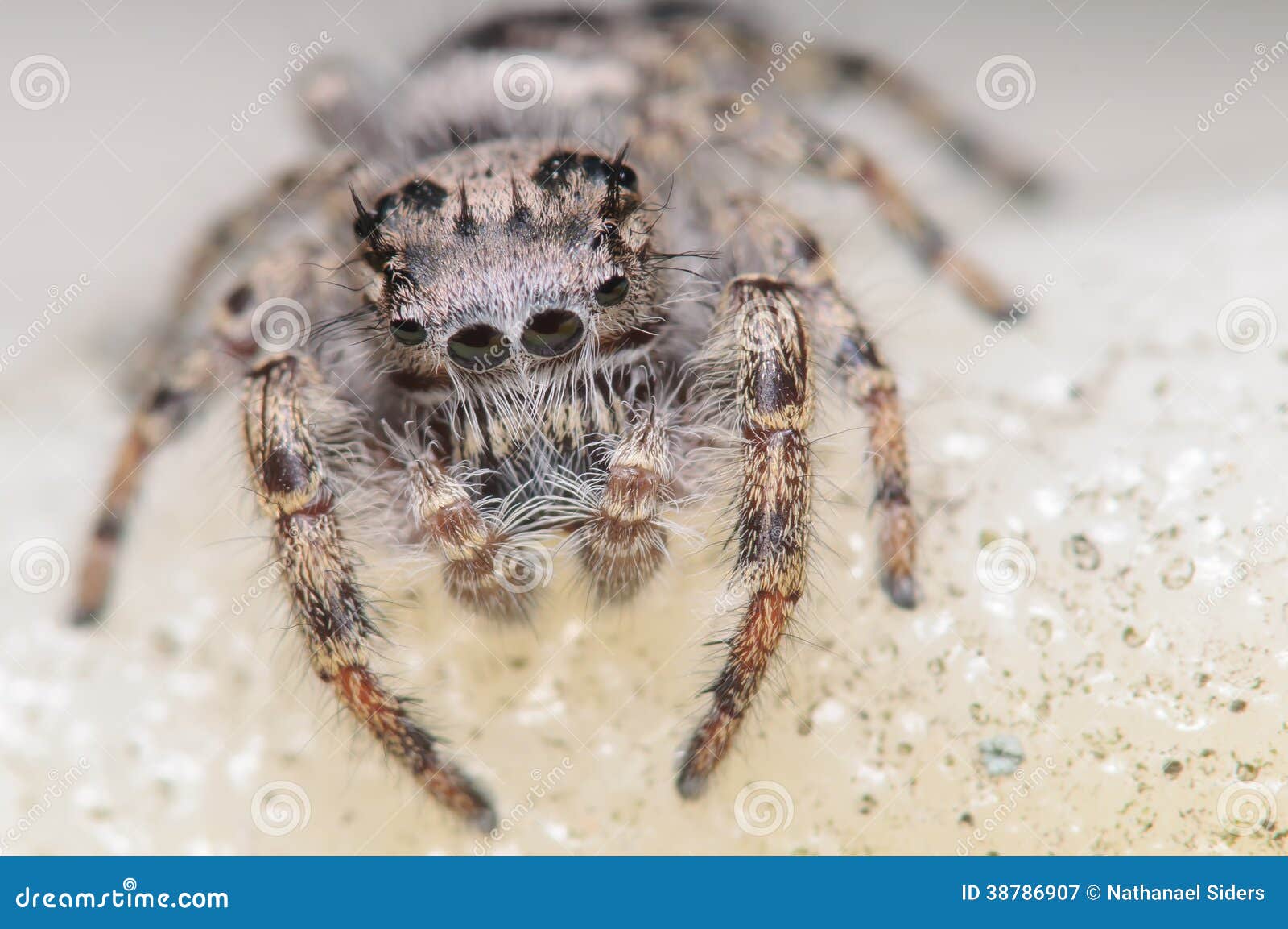 Jumping spider looking sad stock image. Image of spider - 38786907