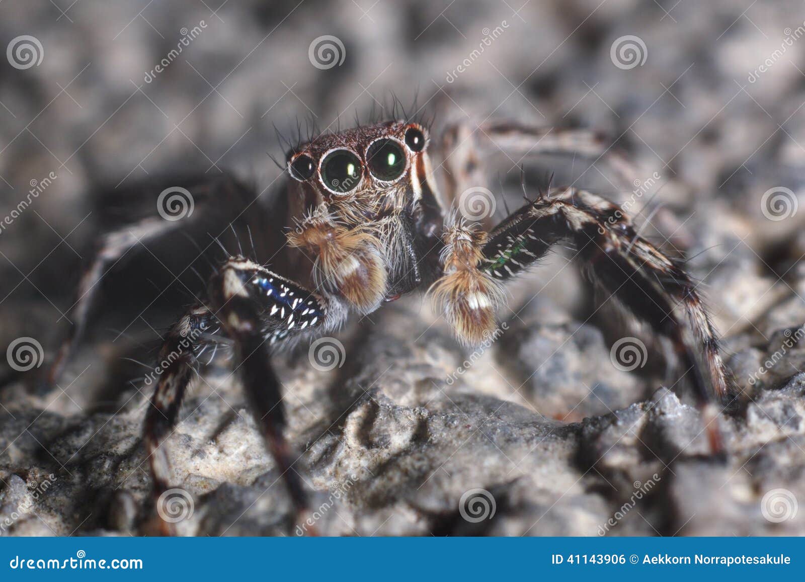 Jumping Spider Macro stock photo. Image of leaf, close - 41143906