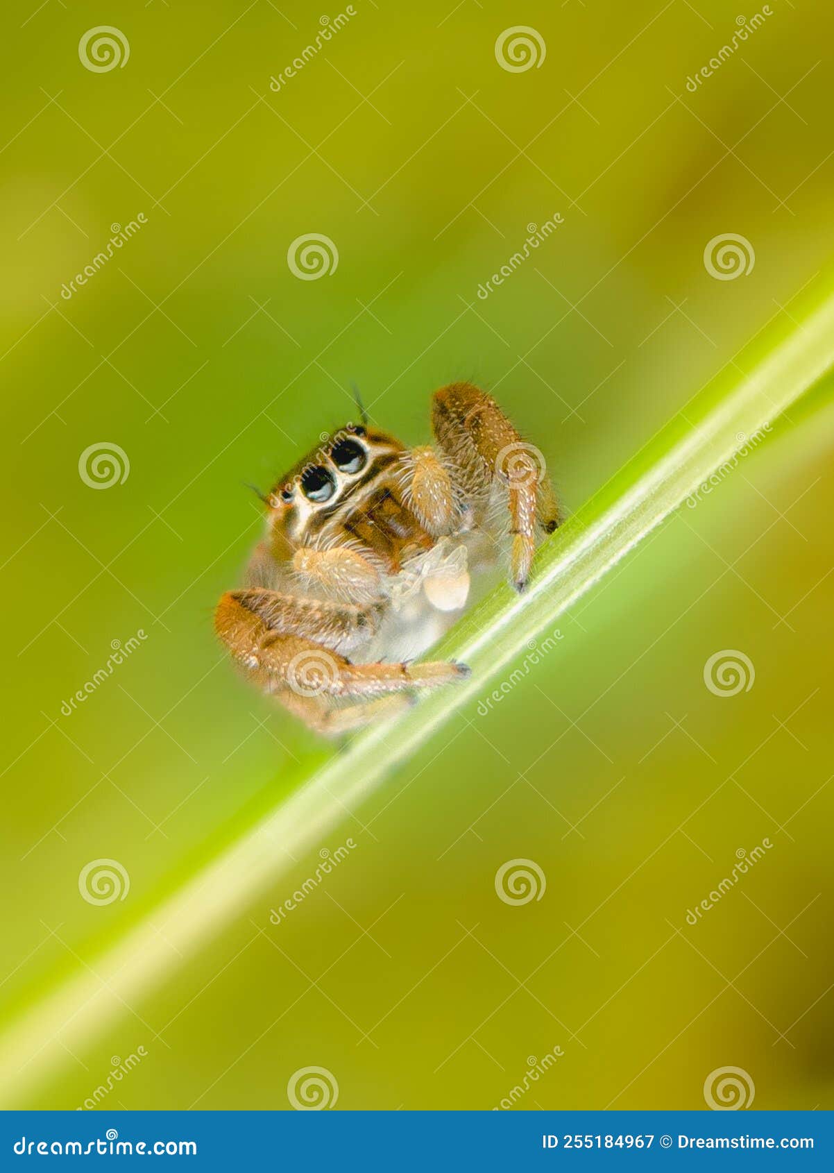 Jumping spider macro stock image. Image of jumping, insect - 255184967