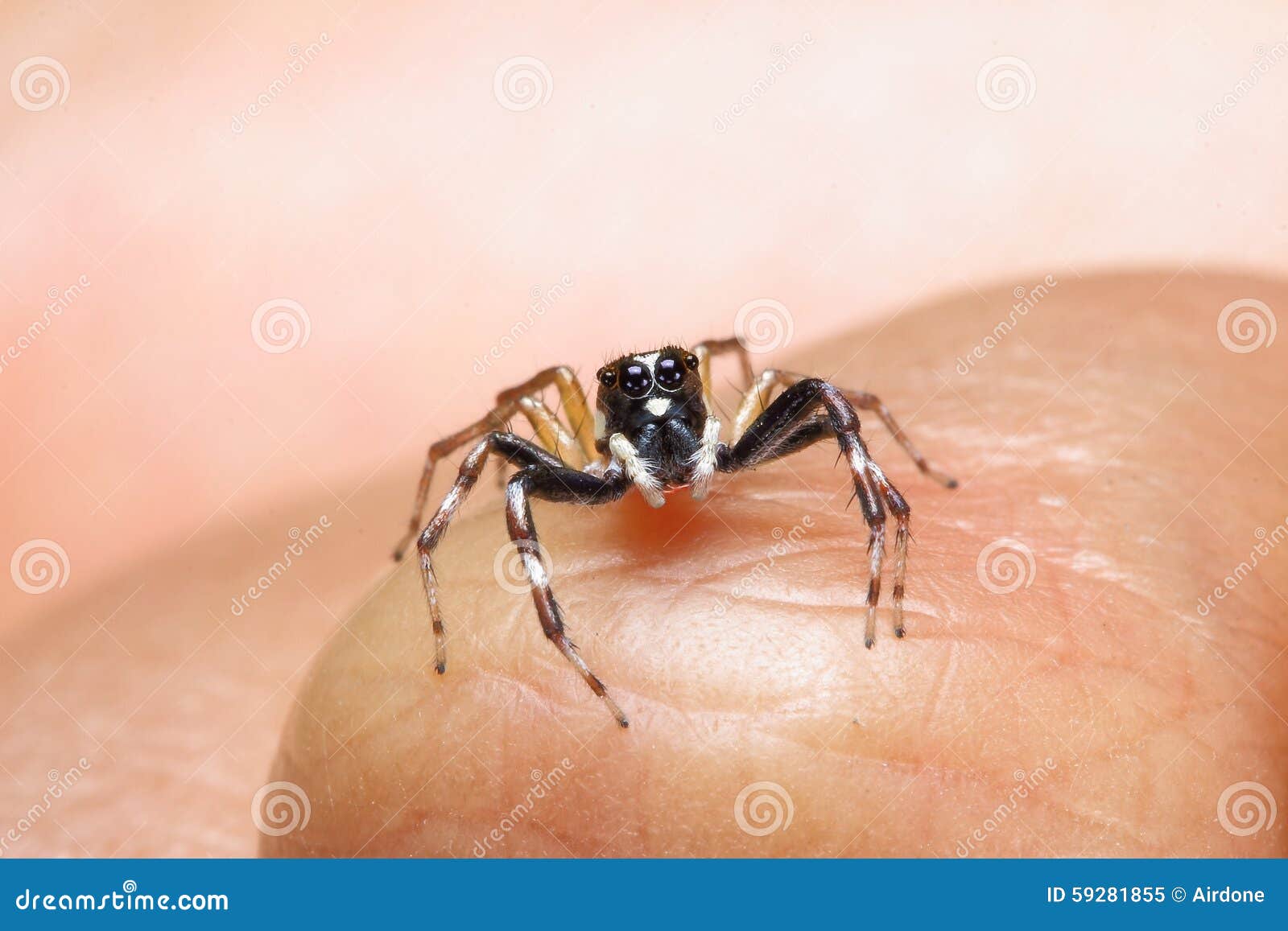 Jumping Spider stock image. Image of nature, wildlife - 59281855