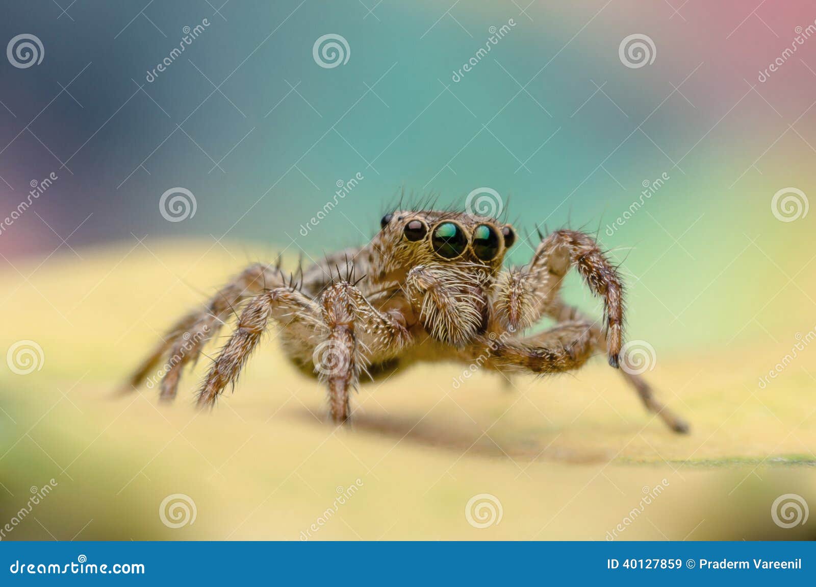 Jumping Spider Macro stock image. Image of chelicerae - 40127859