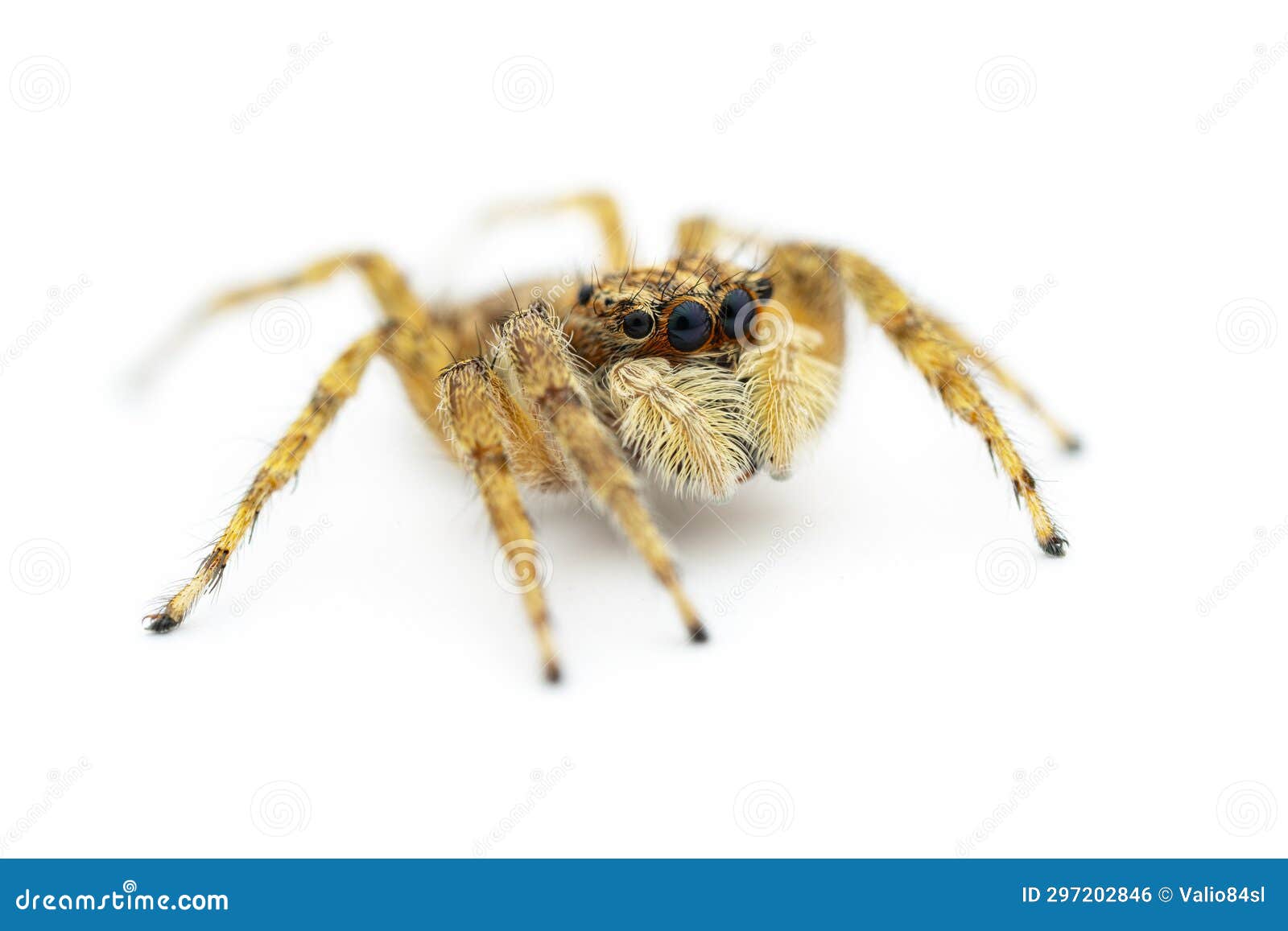 Jumping Spider Macro Shot Isolated on White Background Stock Photo ...