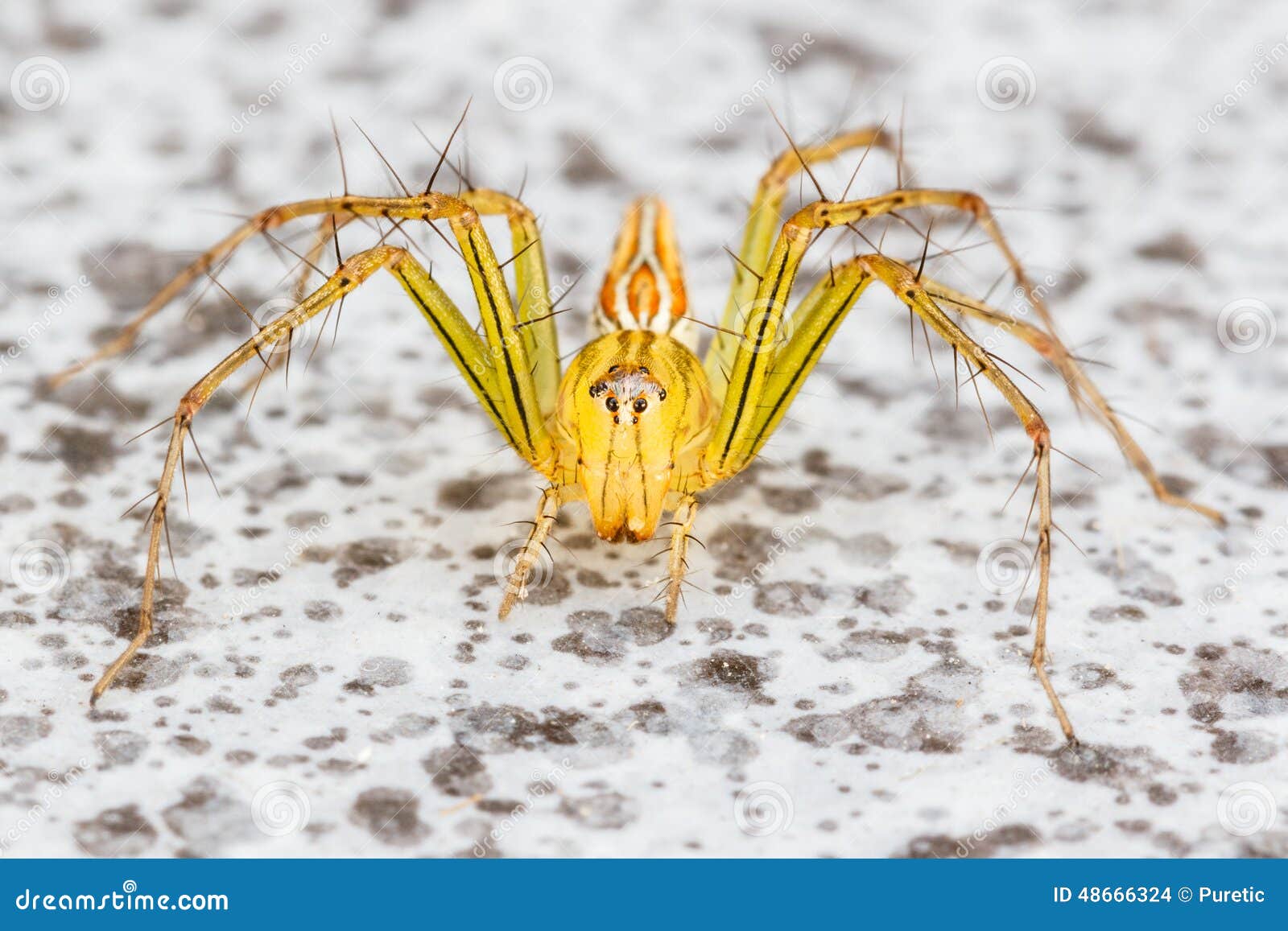 Jumping spider stock photo. Image of closeup, salticidae - 48666324