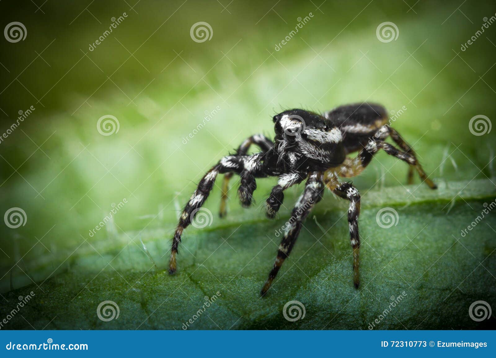 Jumping Spider Macro stock image. Image of nature, jumping - 72310773