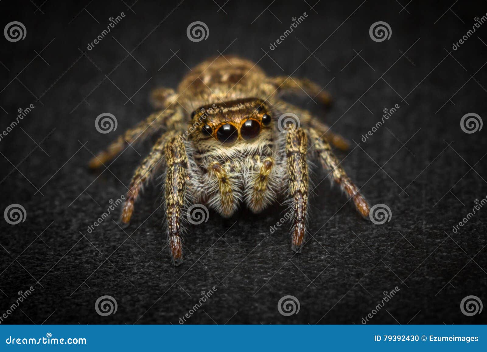 Jumping Spider Macro stock photo. Image of spider, hunting - 79392430