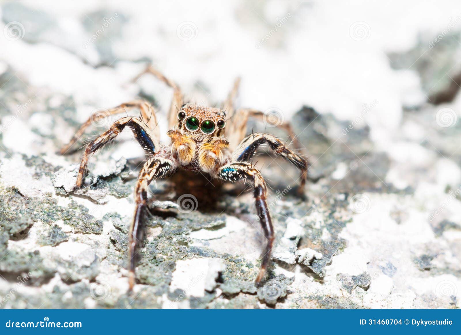 Jumping Spider Male Plexippus Petersi on Dried Moss Stock Photo - Image ...
