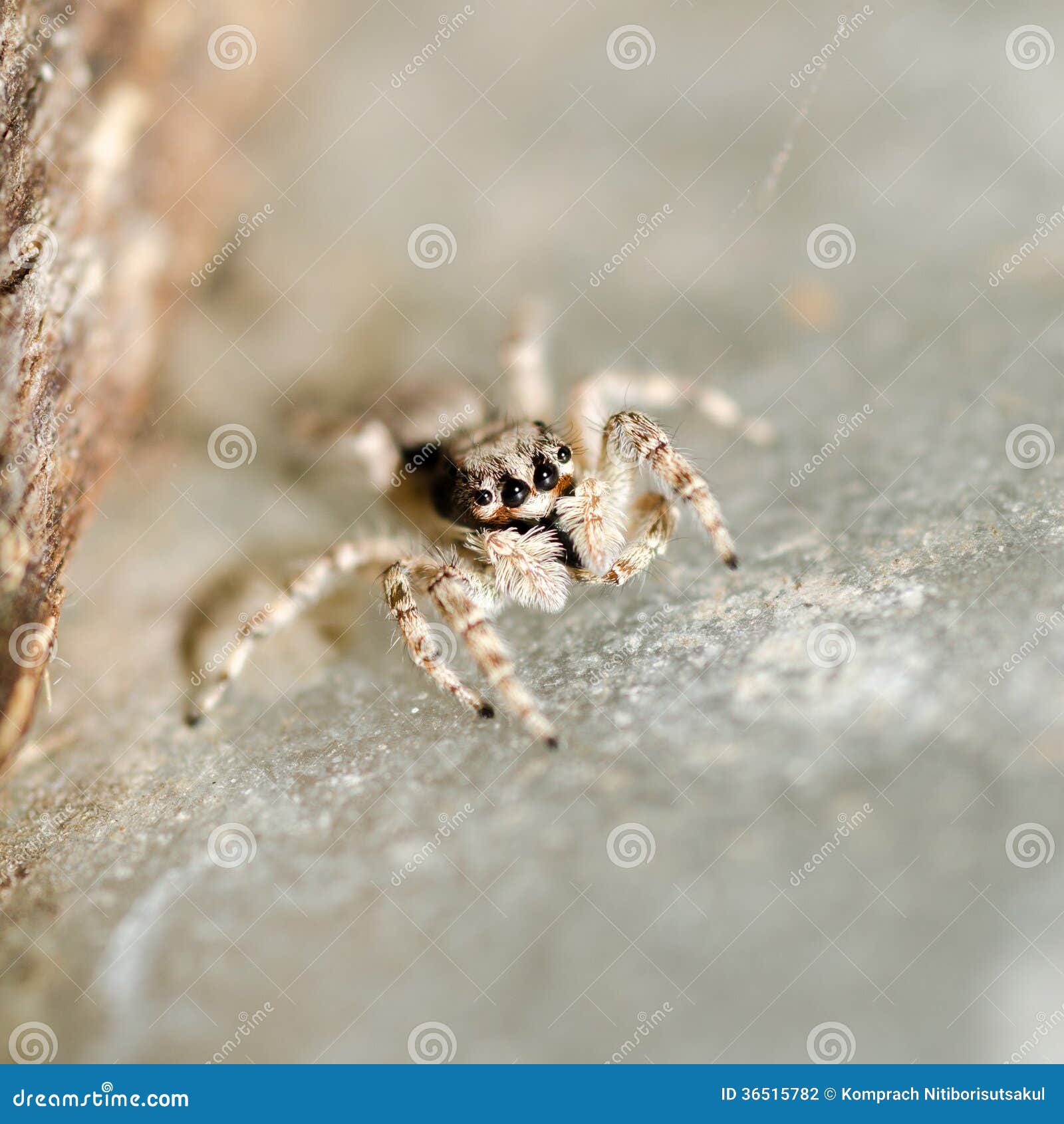Jumping spider. stock photo. Image of nature, macro, dark - 36515782