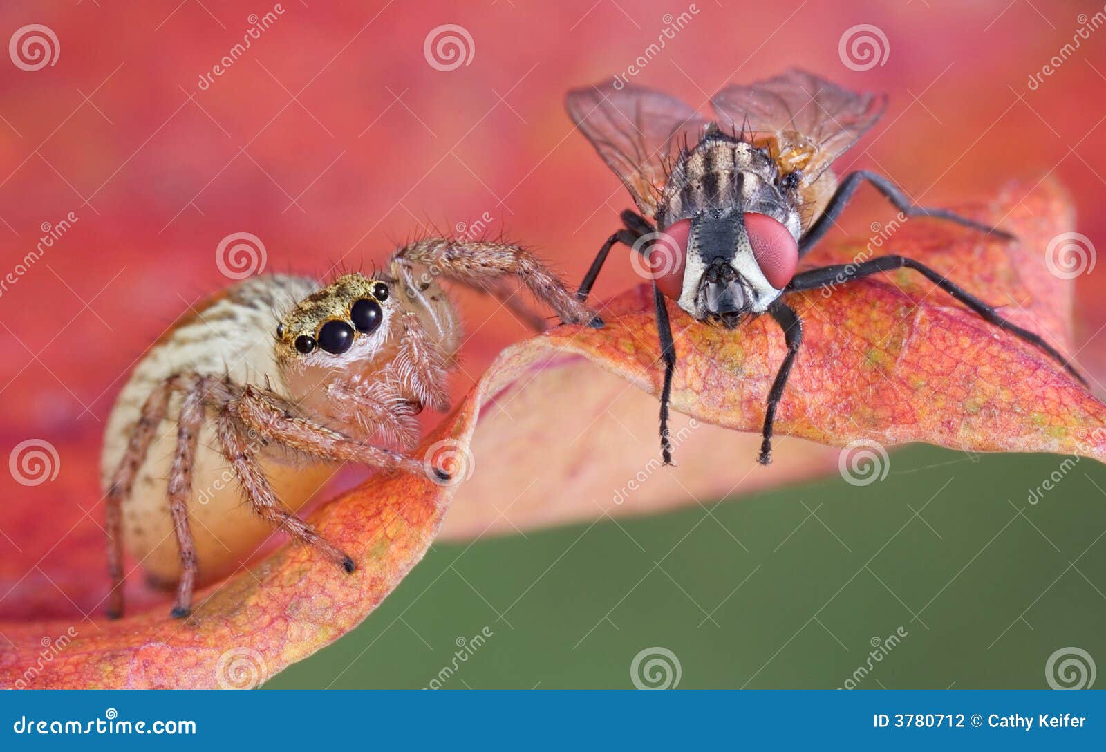 Jumping spider near fly stock photo. Image of spider, animal - 3780712