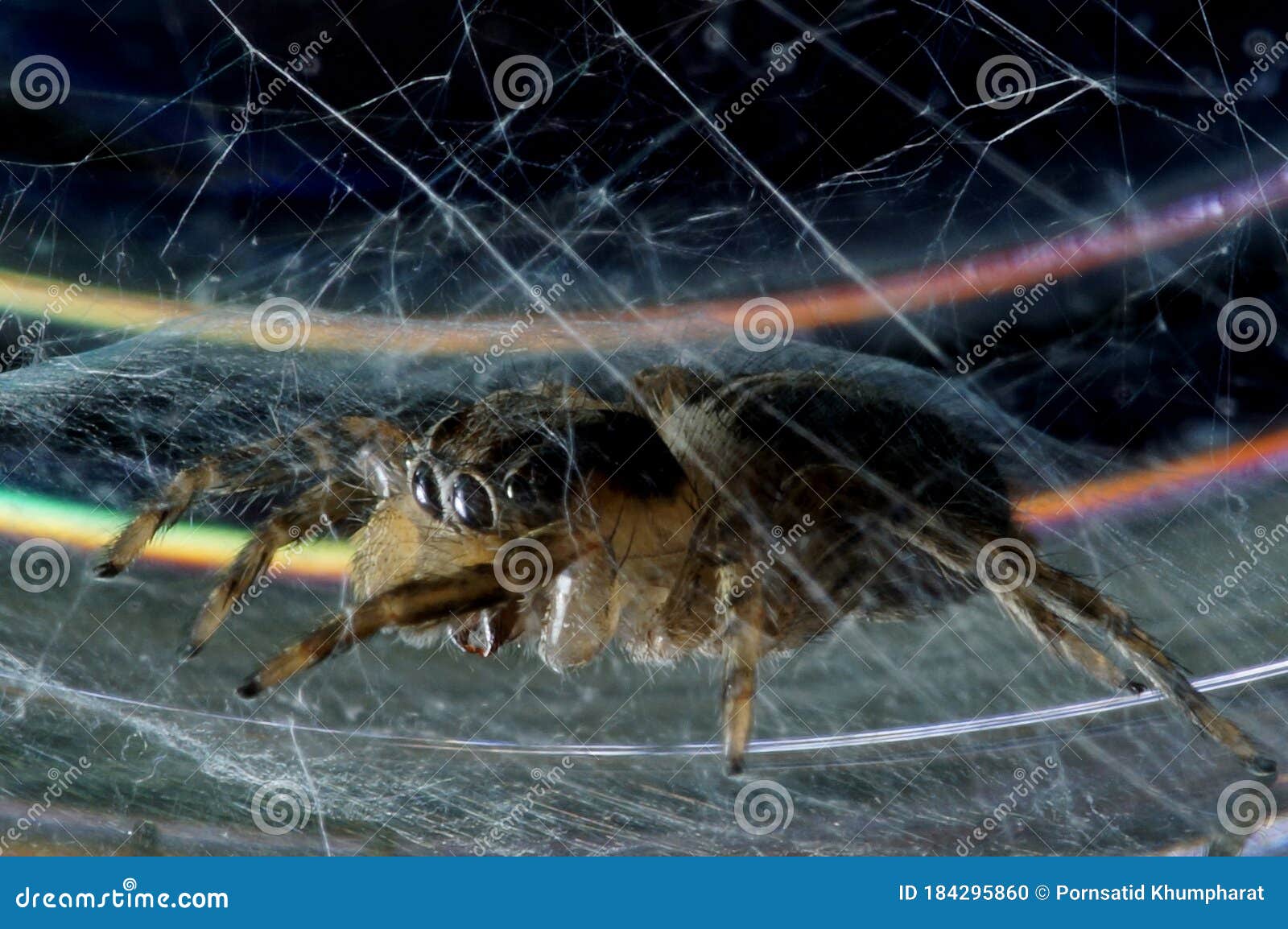 Jumping spider in the net stock photo. Image of arachnid - 184295860