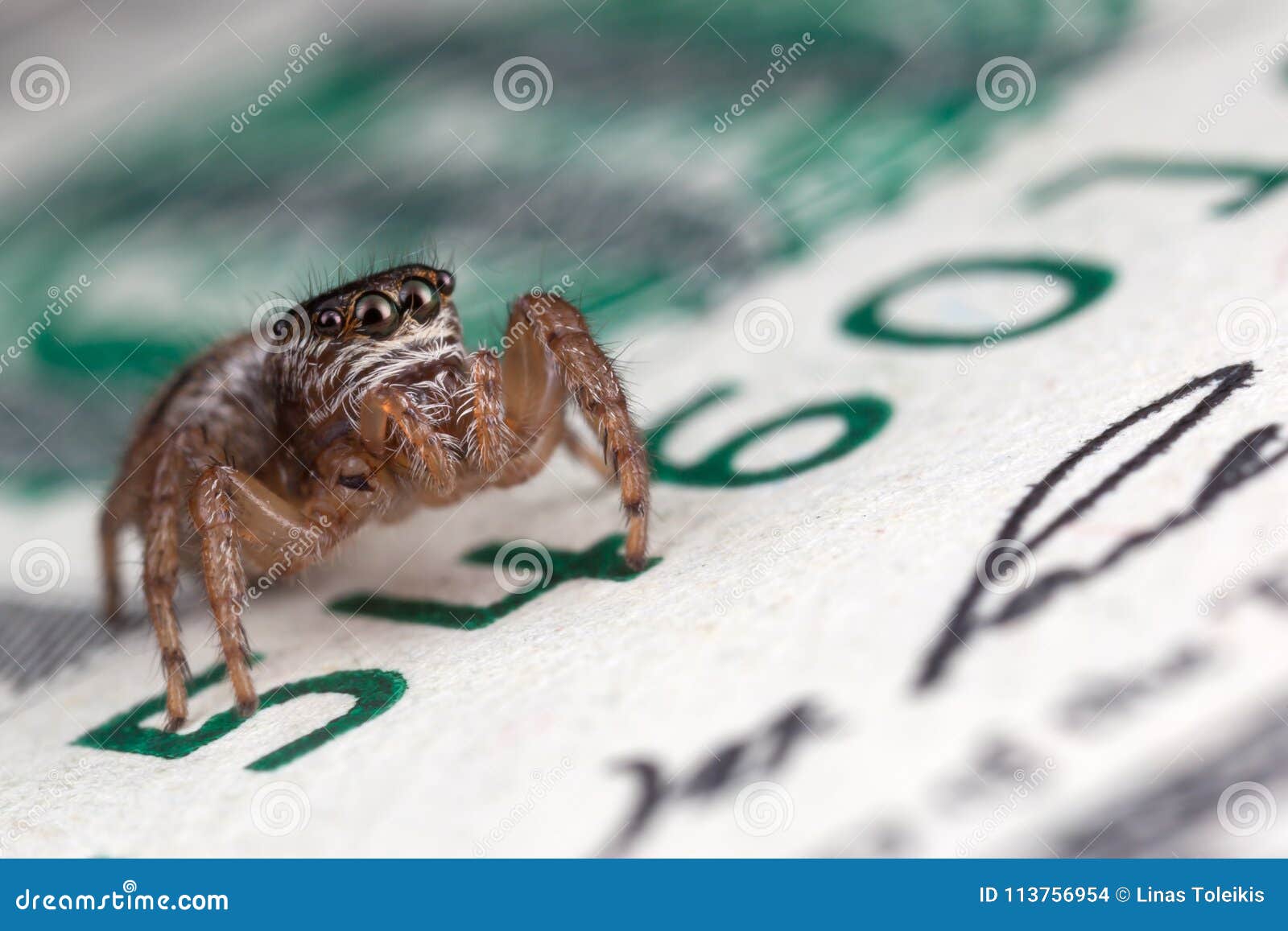 Jumping spider and money stock photo. Image of cash - 113756954