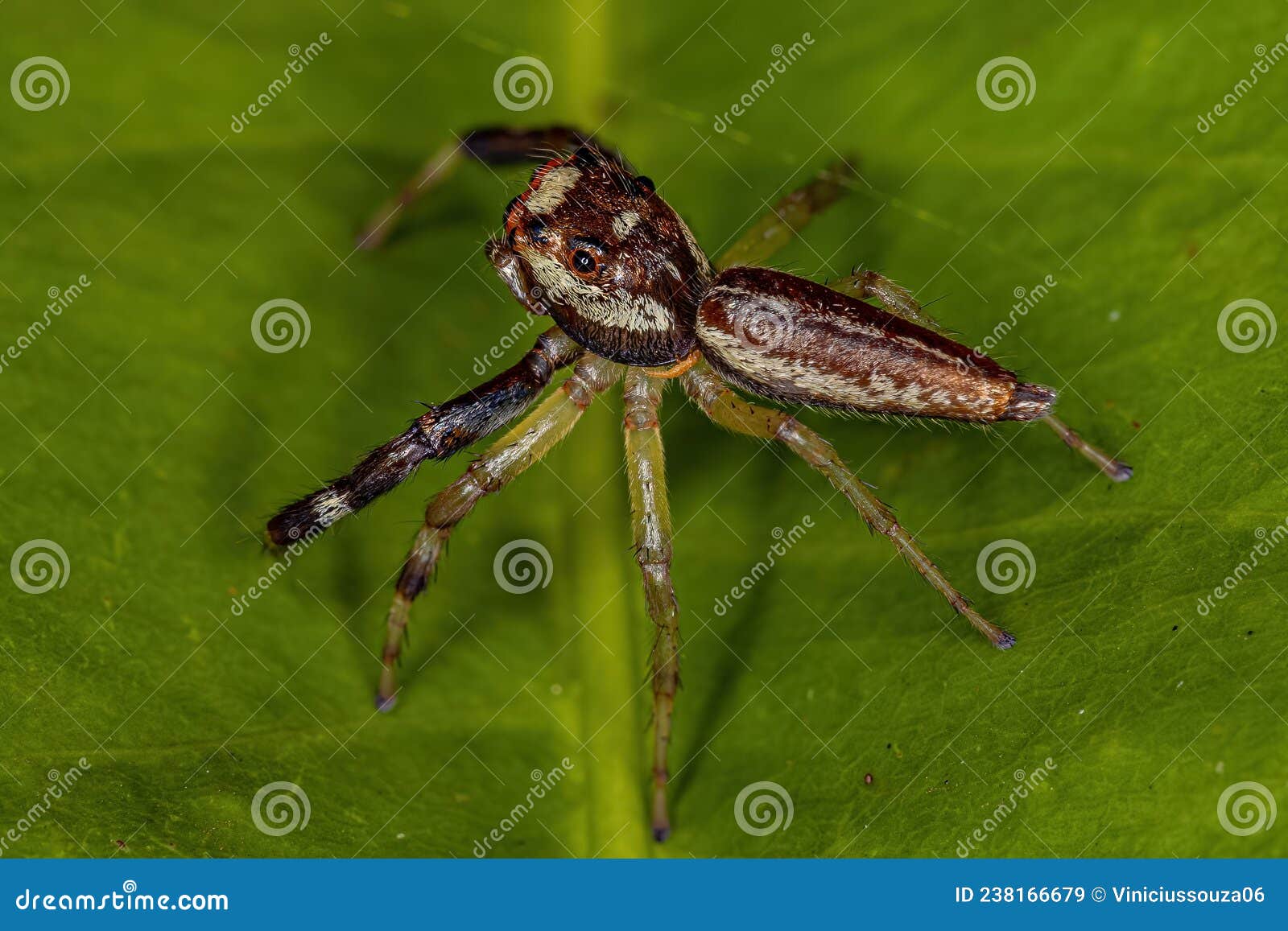 Jumping Spider with a Parasitoid Insect Mantidfly Larva in the Neck ...