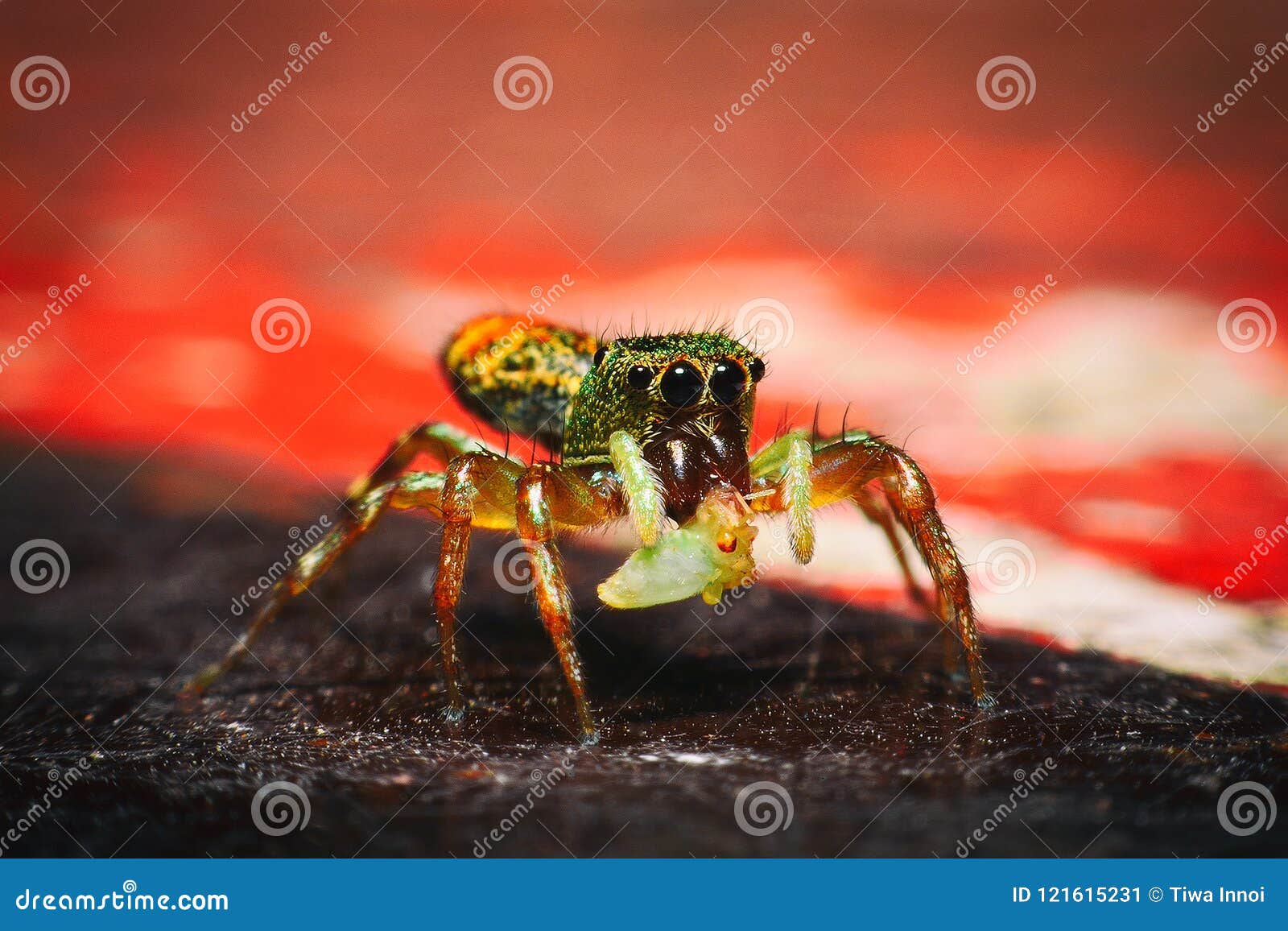 Jumping Spider, Peacock Spider Stock Image - Image of beauty, extreme ...
