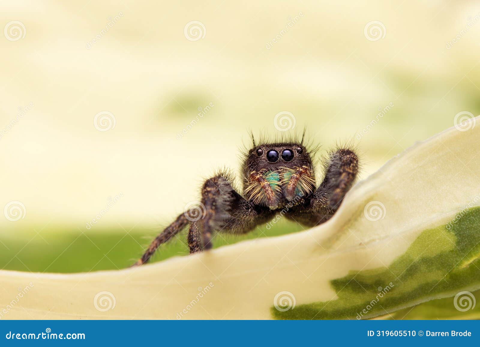 Jumping Spider Hiding on Leaf Stock Photo - Image of phidippus ...