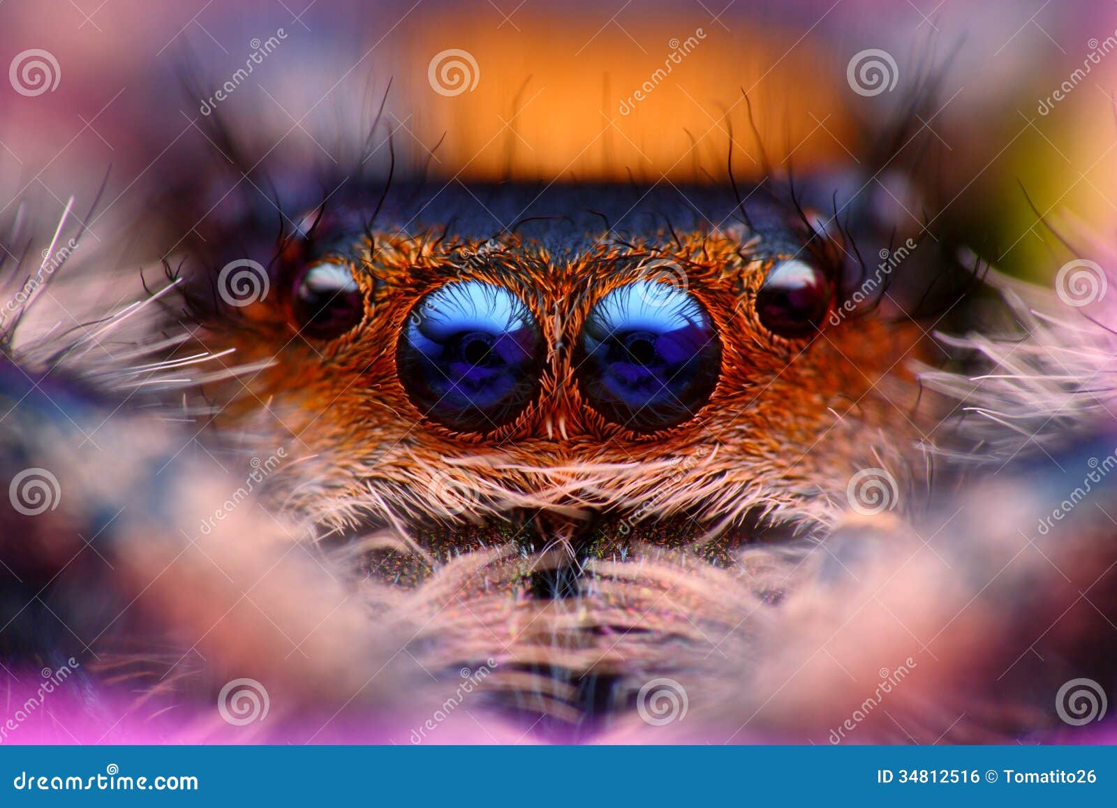 Jumping Spider Phidippus Regius Stock Photo - Image of daring, colorful ...