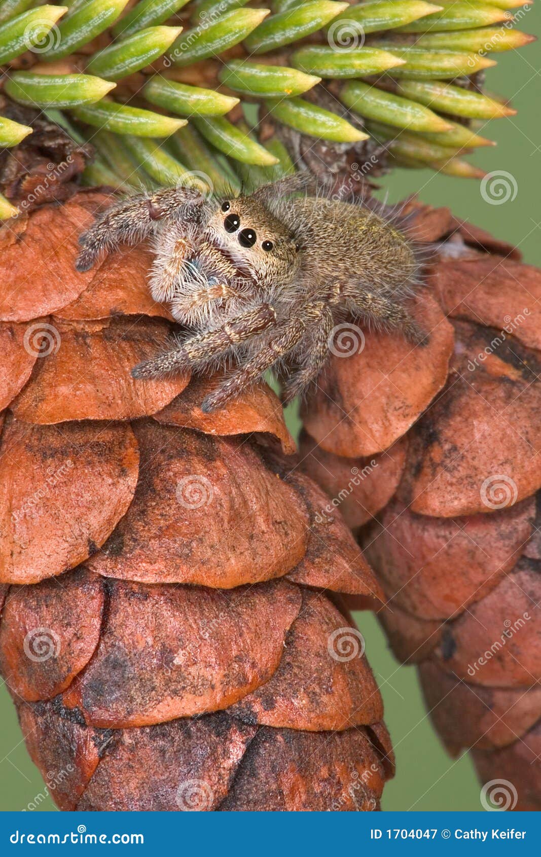 Jumping Spider on Pine Cones Stock Image - Image of cones, crawling ...
