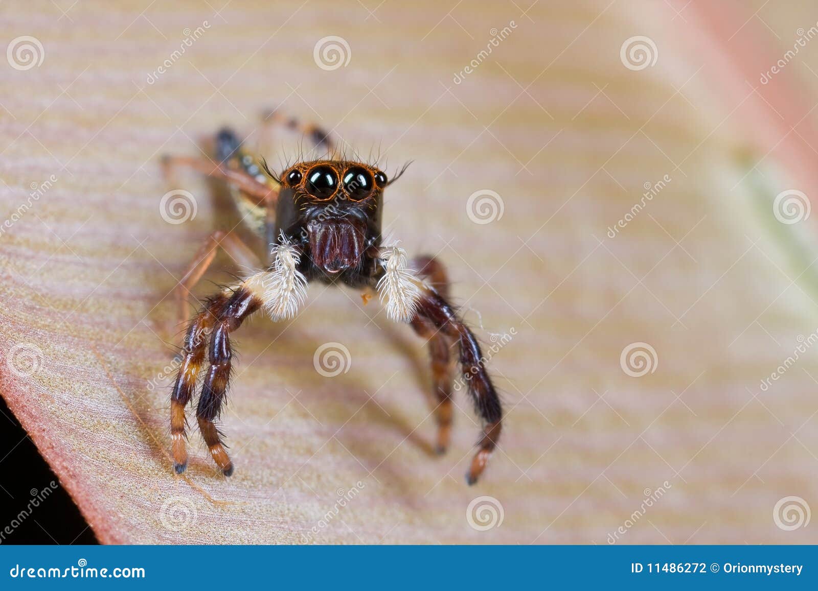 A Jumping Spider on a Pinkish Leaf Stock Photo - Image of pink ...