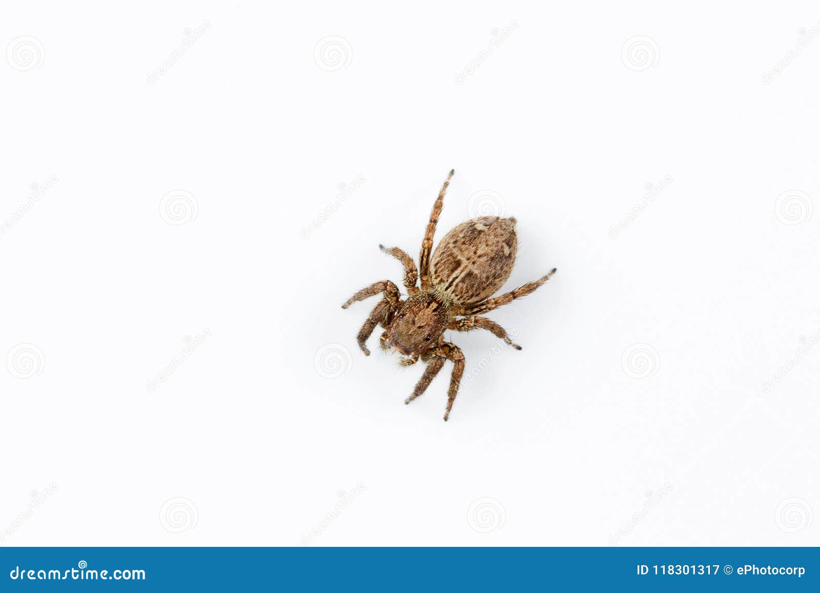 Jumping Spider, Plexippus Sp, Salticidae, India Stock Image - Image of ...