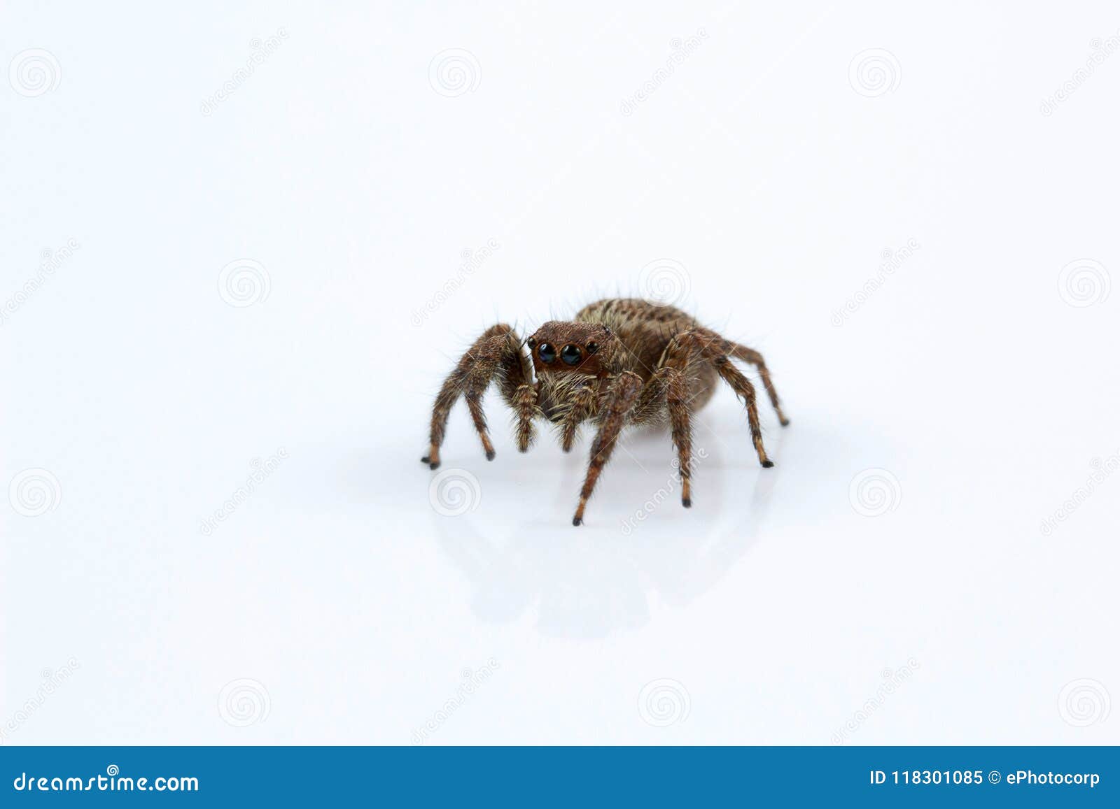 Jumping Spider, Plexippus Sp, Salticidae Stock Image - Image of animal ...