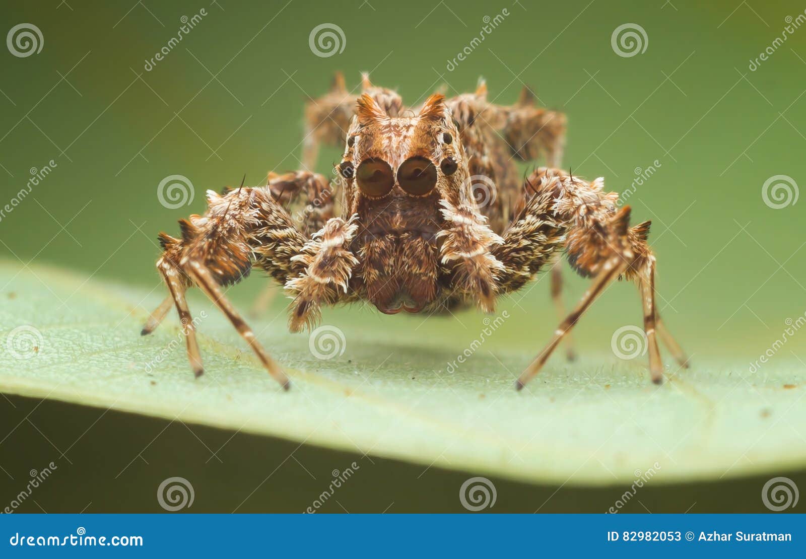 Jumping Spider - Portia Sp Images Stock Image - Image of closeup ...