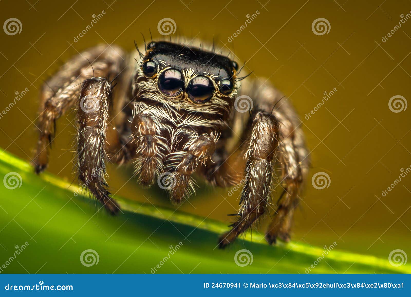 High Magnification Jumping Spider Portrait Stock Image - Image of ...