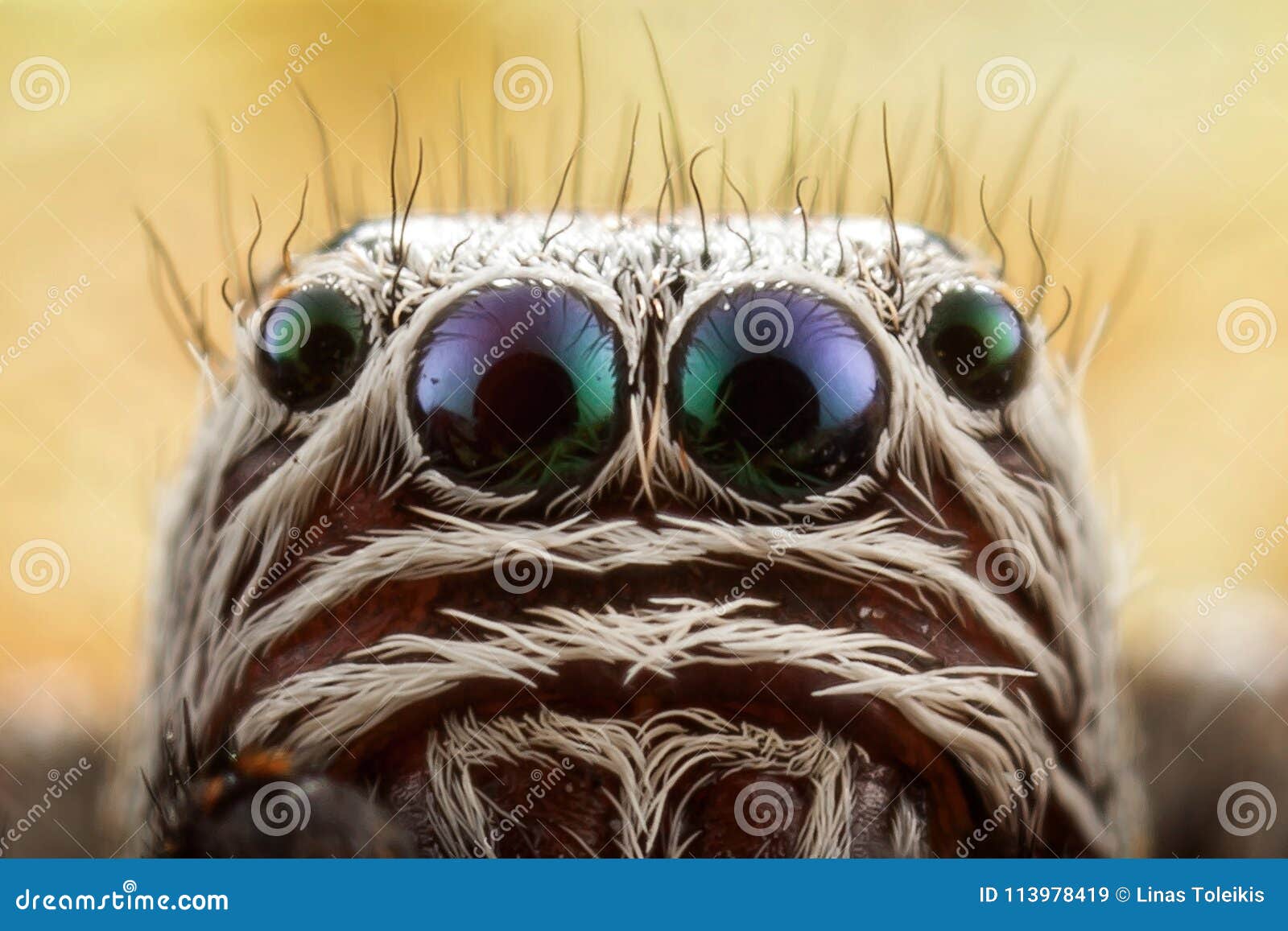 Jumping spider portrait stock image. Image of dangerous - 113978419
