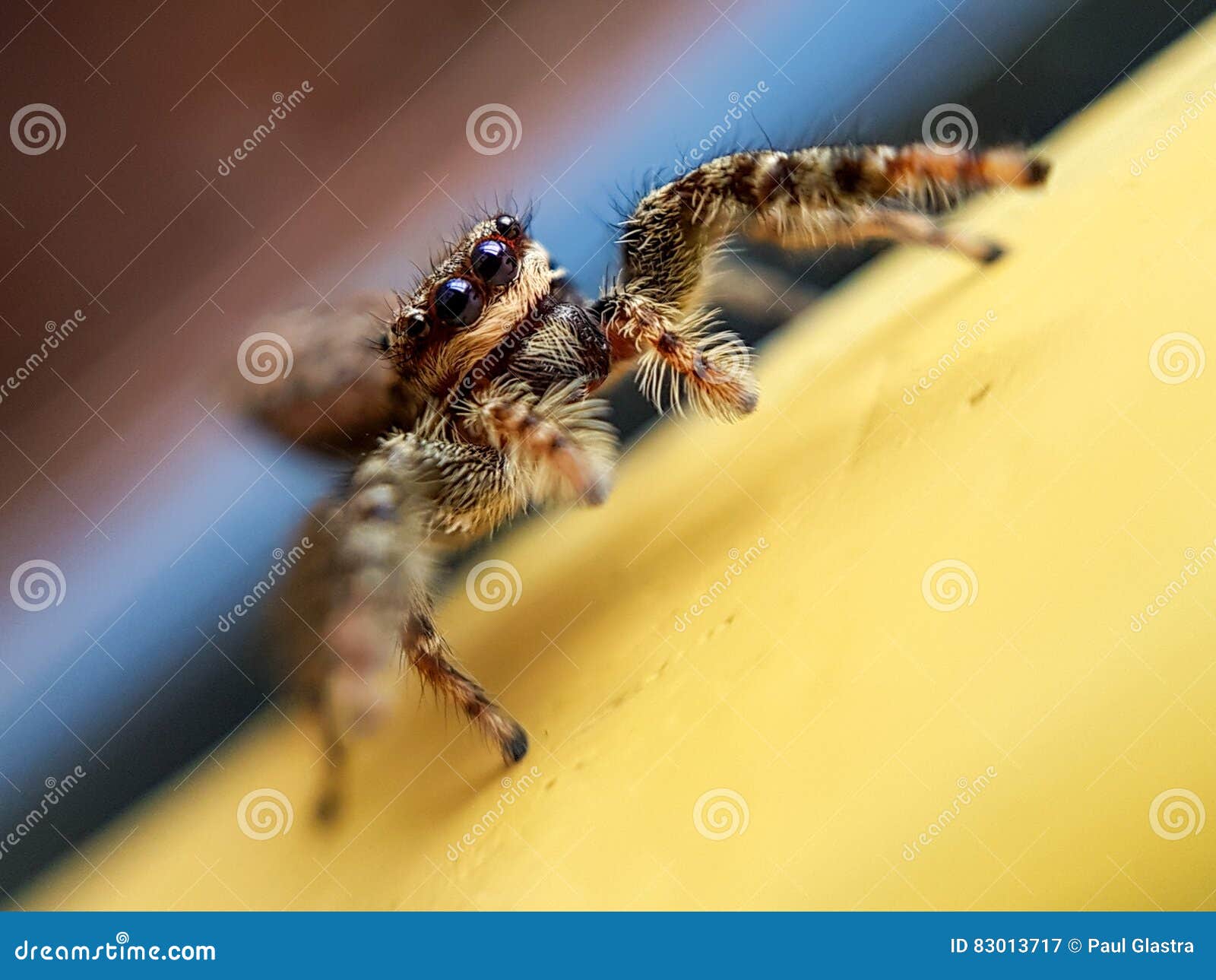 Jumping spider stock image. Image of jumping, marpissa - 83013717