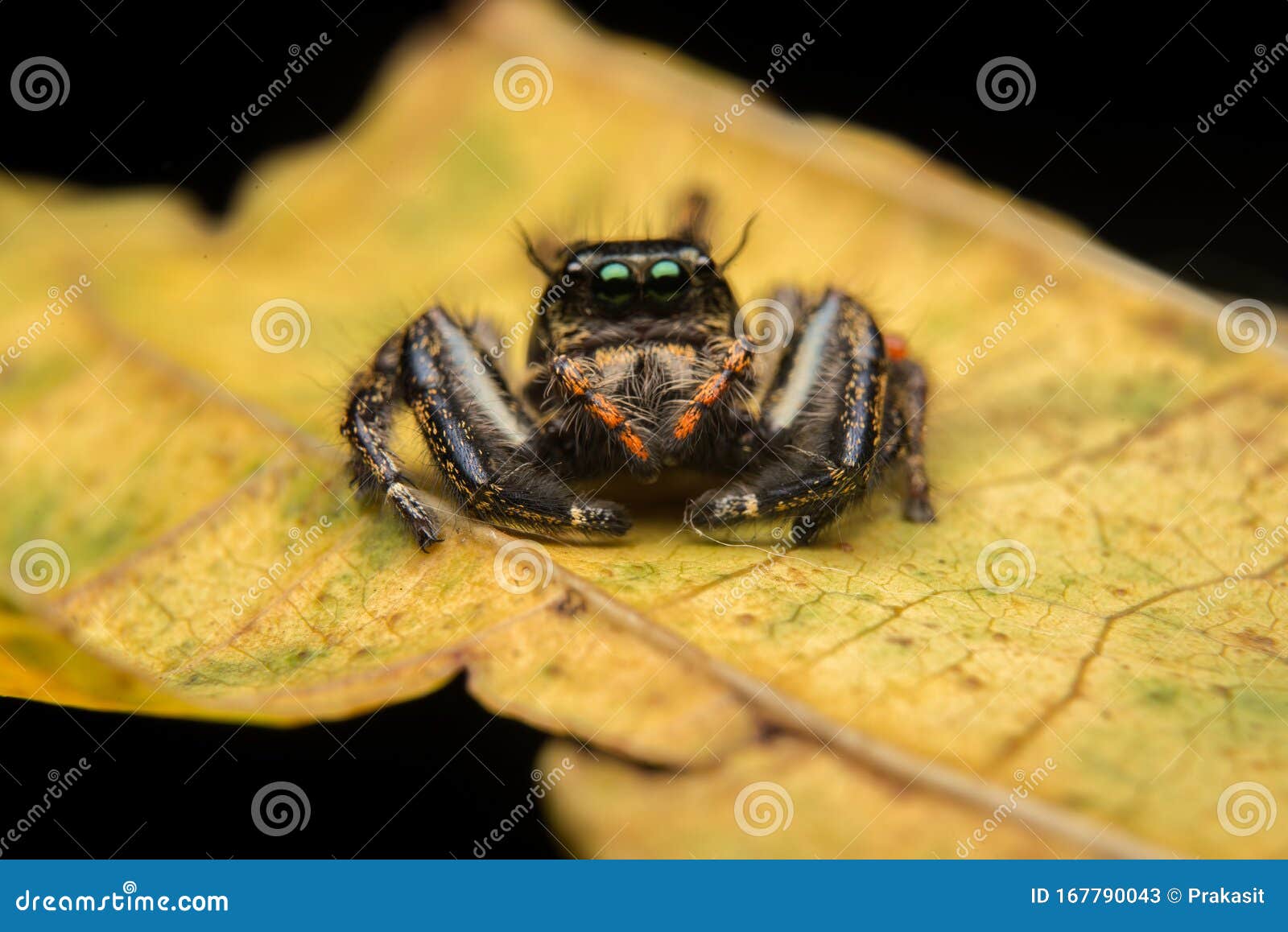 Jumping Spider Predator Nature Stock Image - Image of beauty, color ...