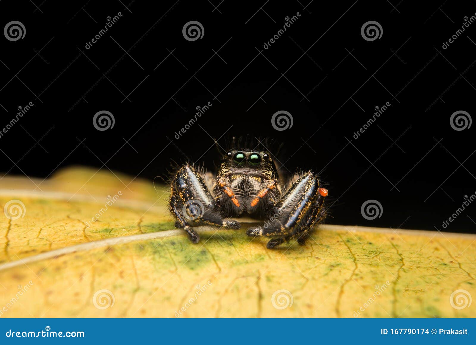 Jumping Spider Predator Nature Stock Photo - Image of eyes, natural ...