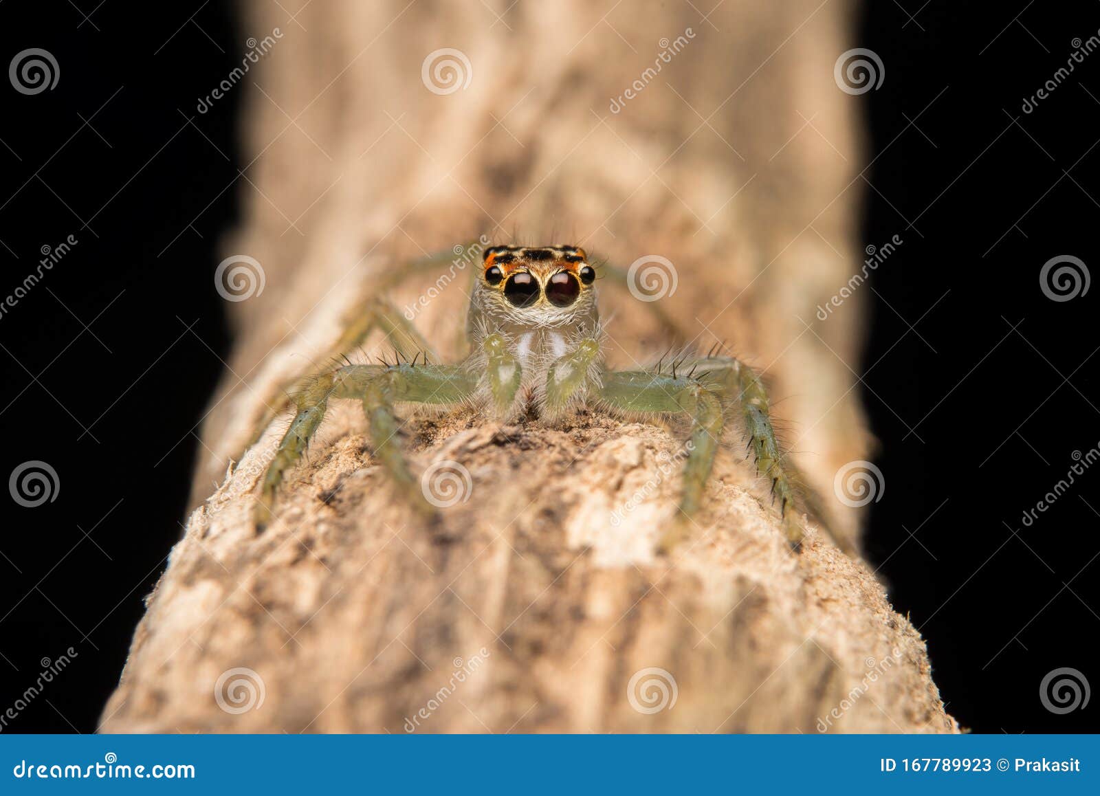 Jumping Spider Predator Nature Stock Image - Image of natural, face ...