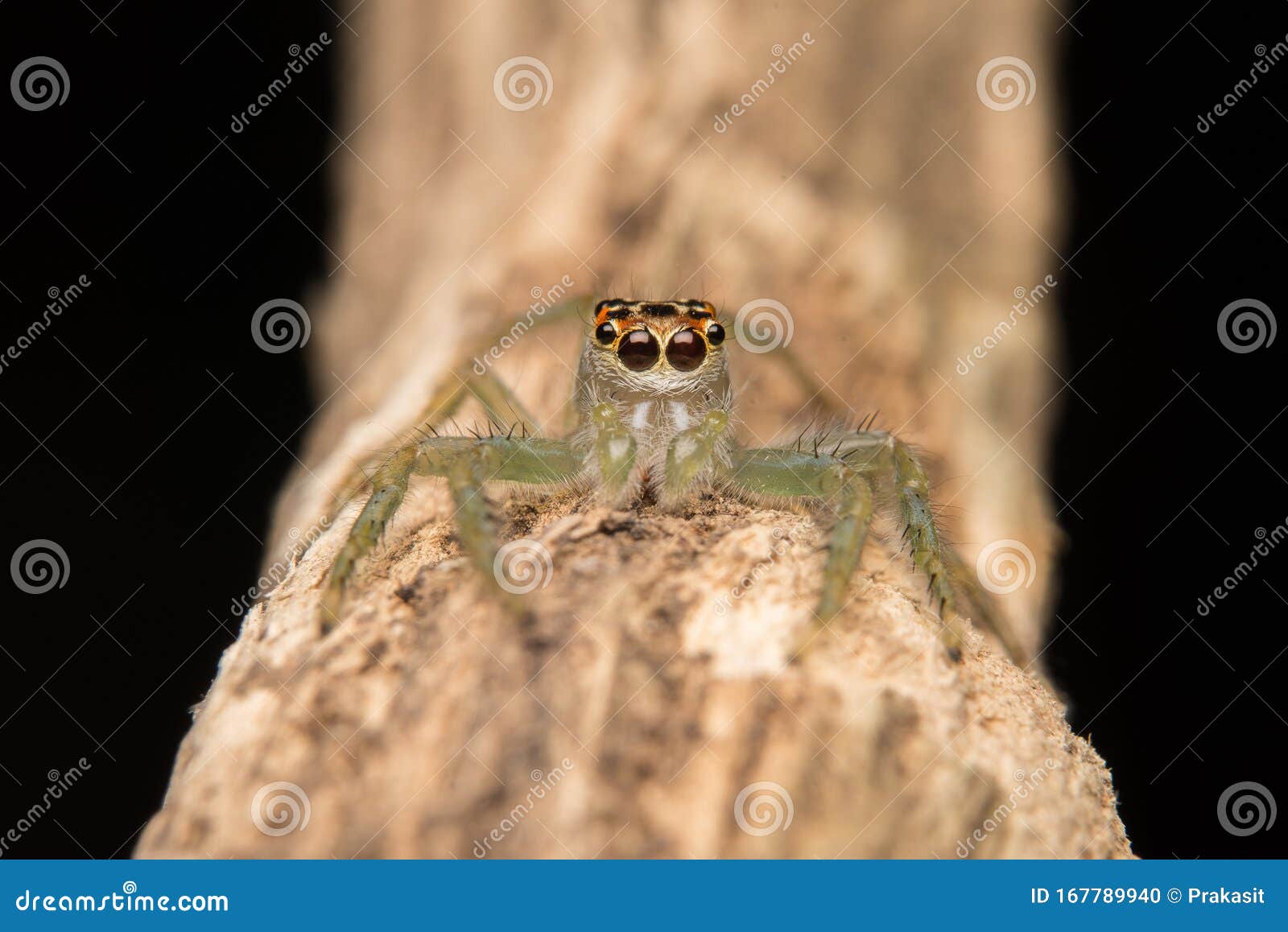 Jumping Spider Predator Nature Stock Photo - Image of garden, insect ...