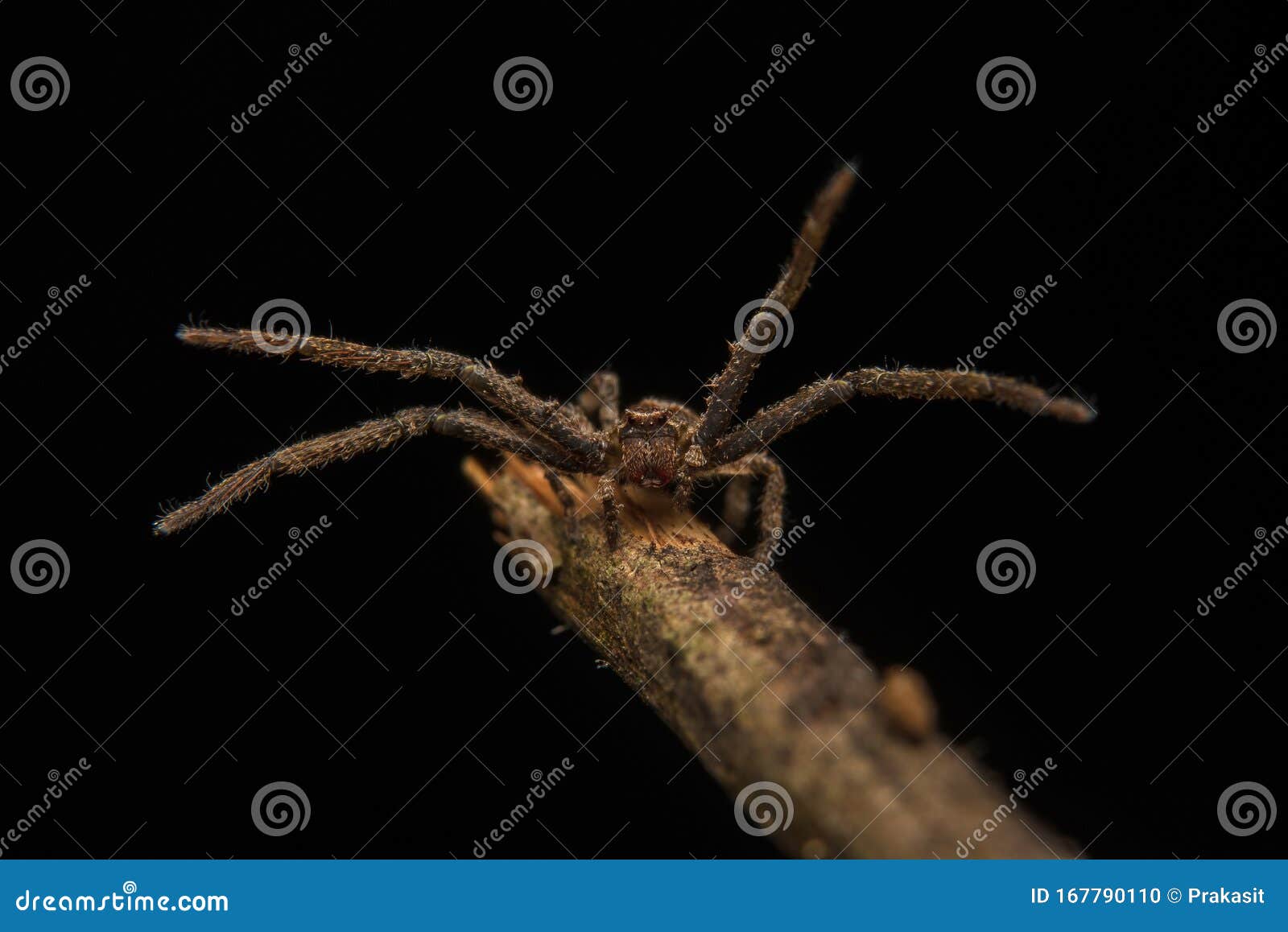 Jumping Spider Predator Nature Stock Photo - Image of macro, colorful ...