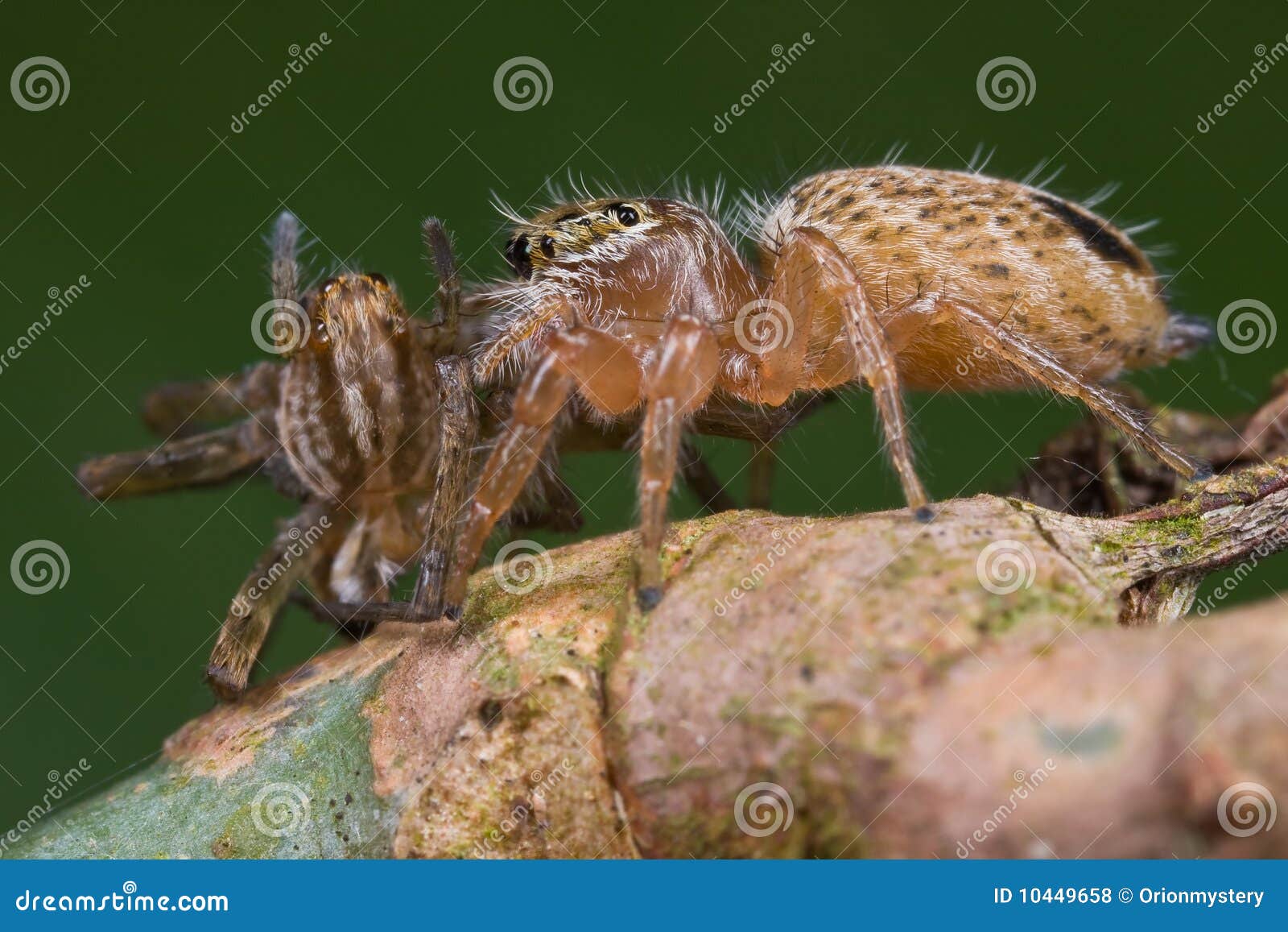 Jumping spider with prey stock photo. Image of predator - 10449658