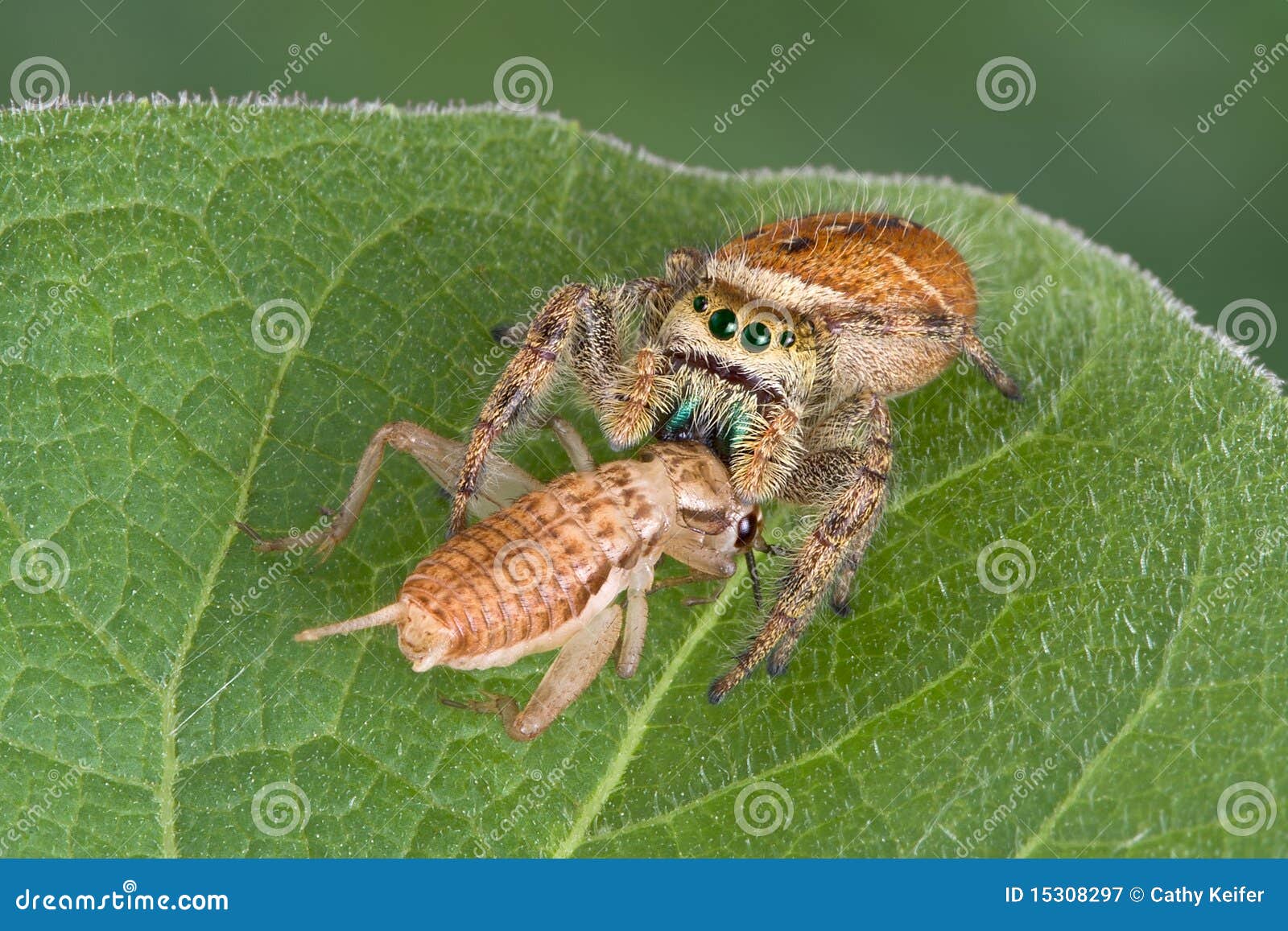 Tarantula Eating Cricket