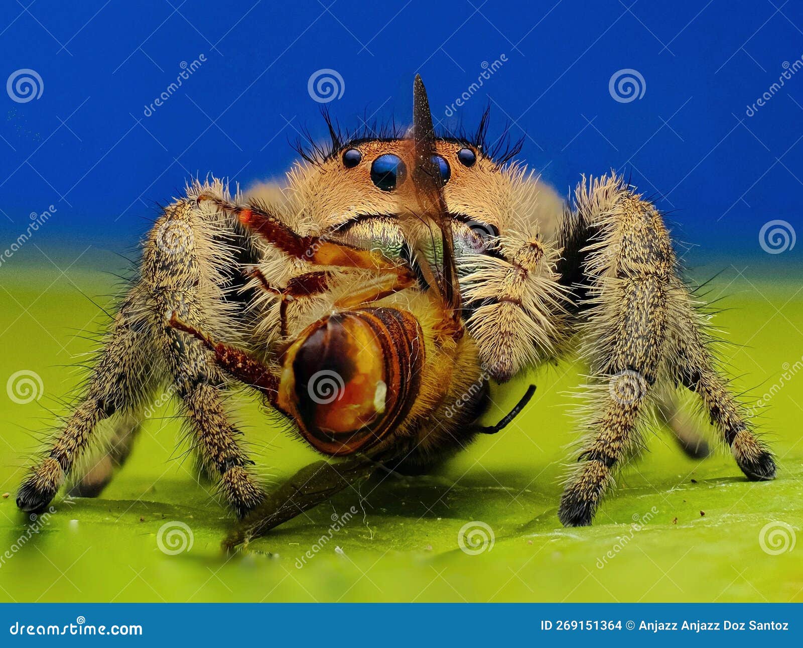 The Jumping Spider with Prey Stock Photo - Image of scary, arachnid ...