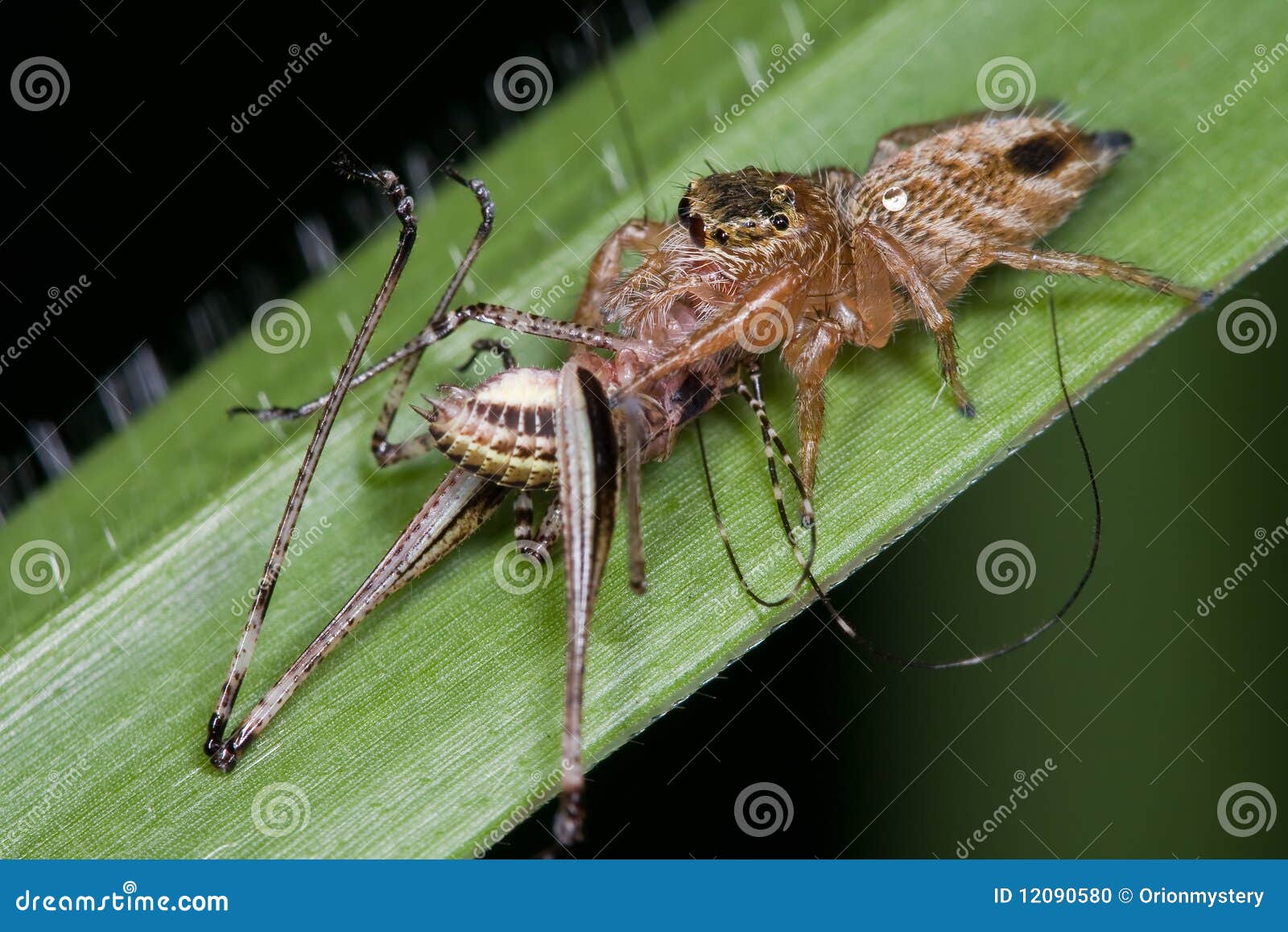 Jumping Spider with Prey - a Cricket Stock Photo - Image of wild ...