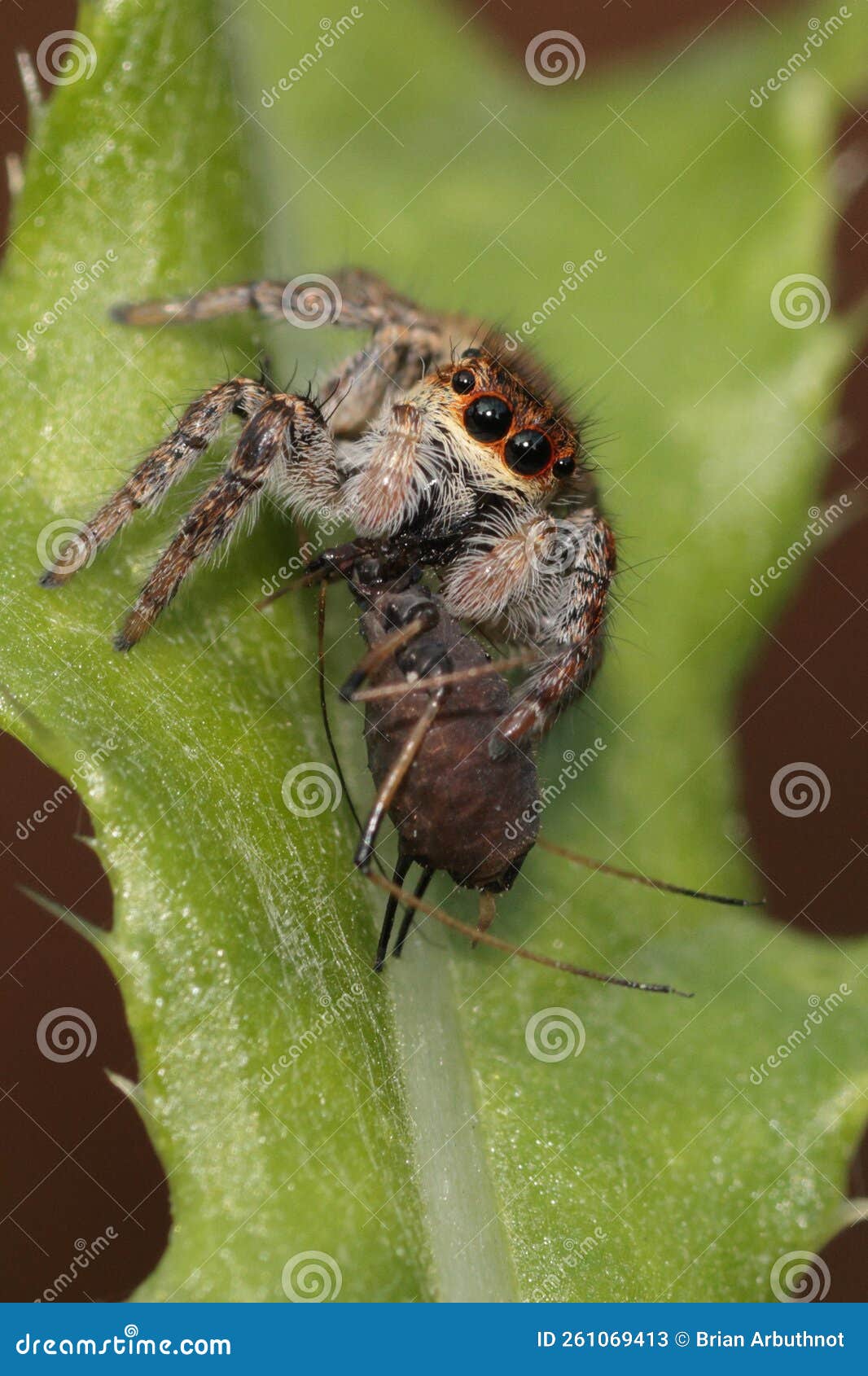 Jumping spider with prey. stock image. Image of wild - 261069413