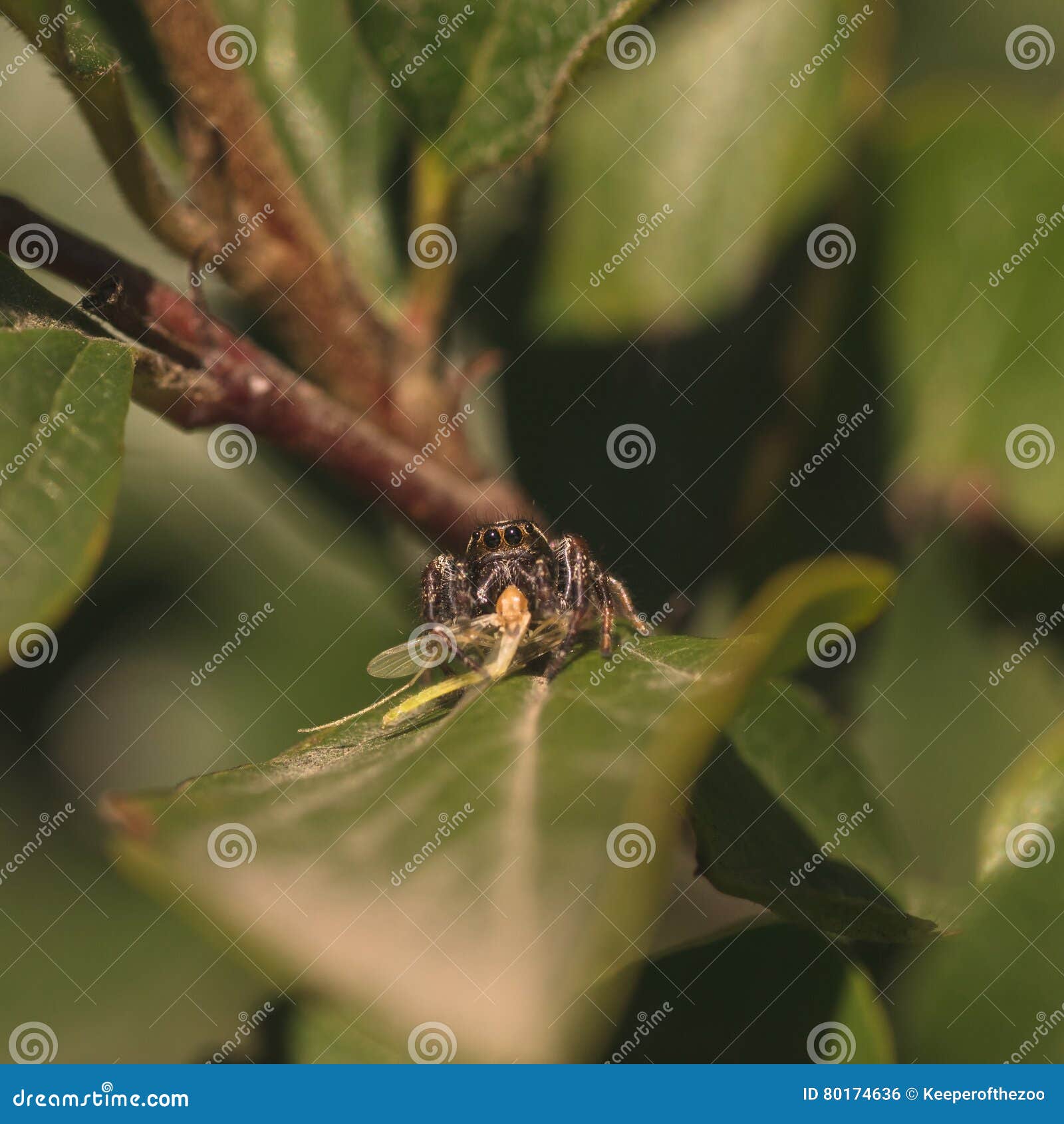 Jumping Spider with Prey stock photo. Image of eris, araneomorphae ...