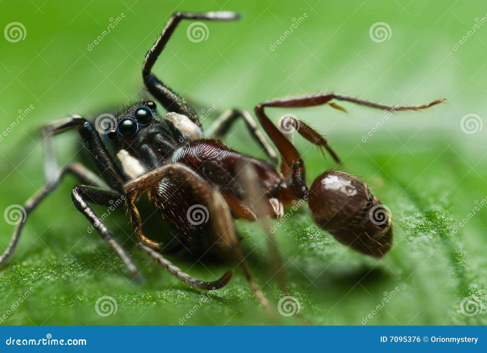 A Spider Is Preying On Stink Bugs. Royalty-Free Stock Image ...