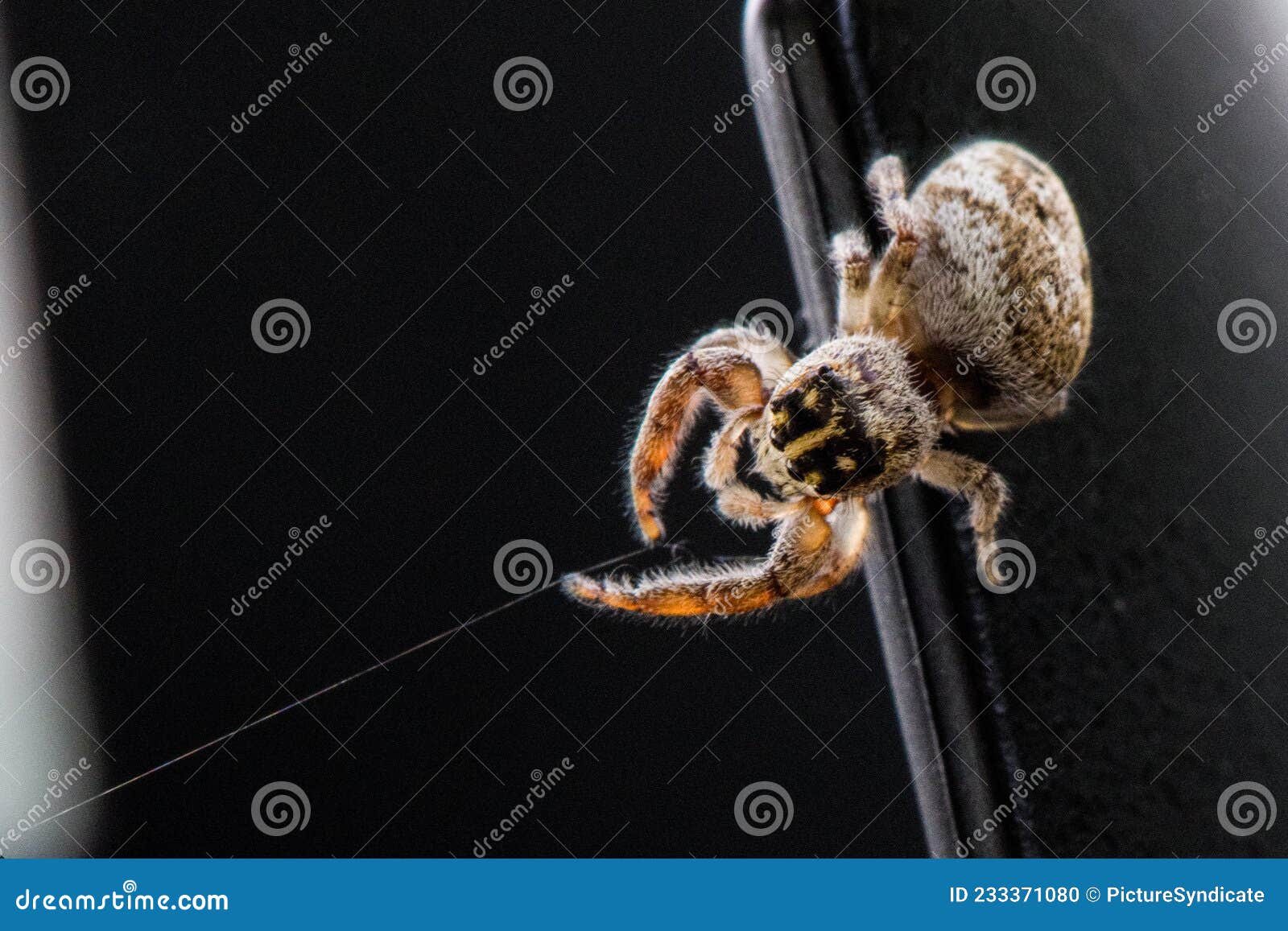 Jumping Spider Producing A Spinning Thread Stock Photo | CartoonDealer ...