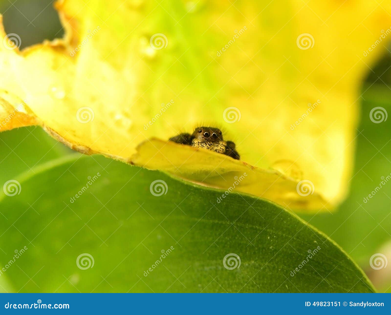 Jumping Spider in the Rain. Stock Image - Image of droplets, hiding ...