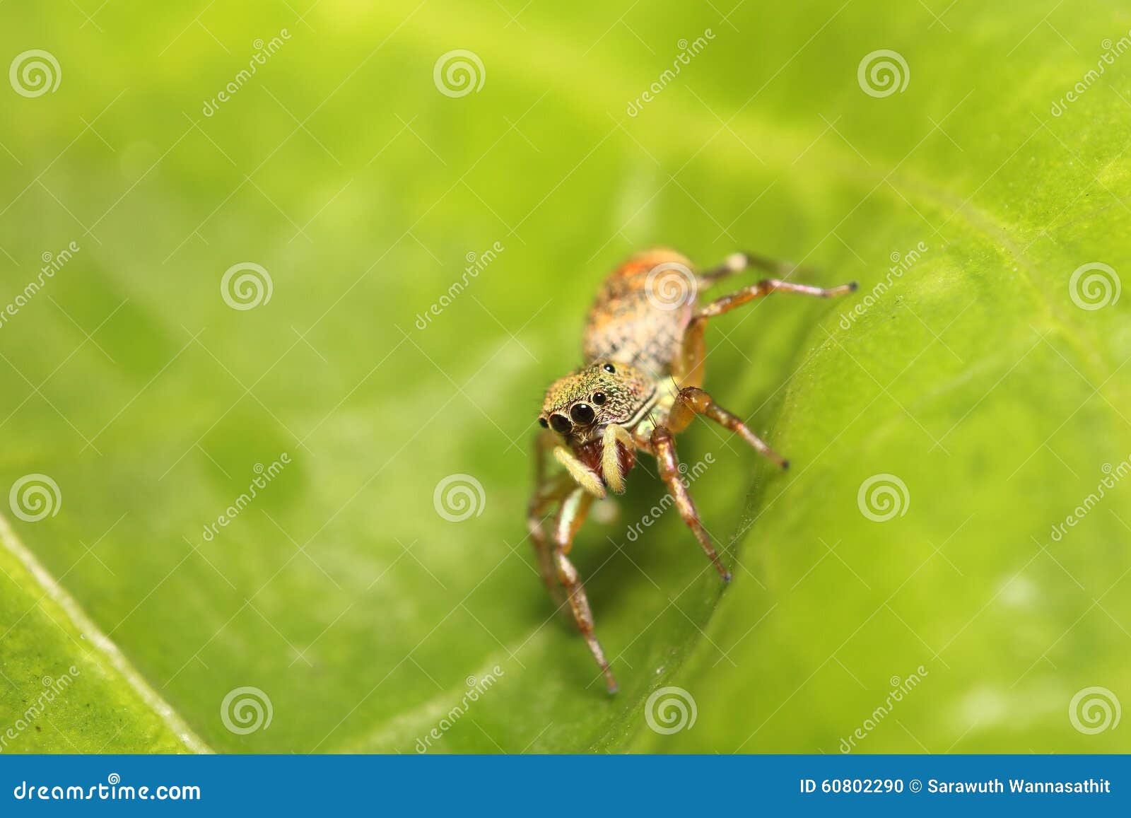 Jumping spider stock photo. Image of close, isolated - 60802290